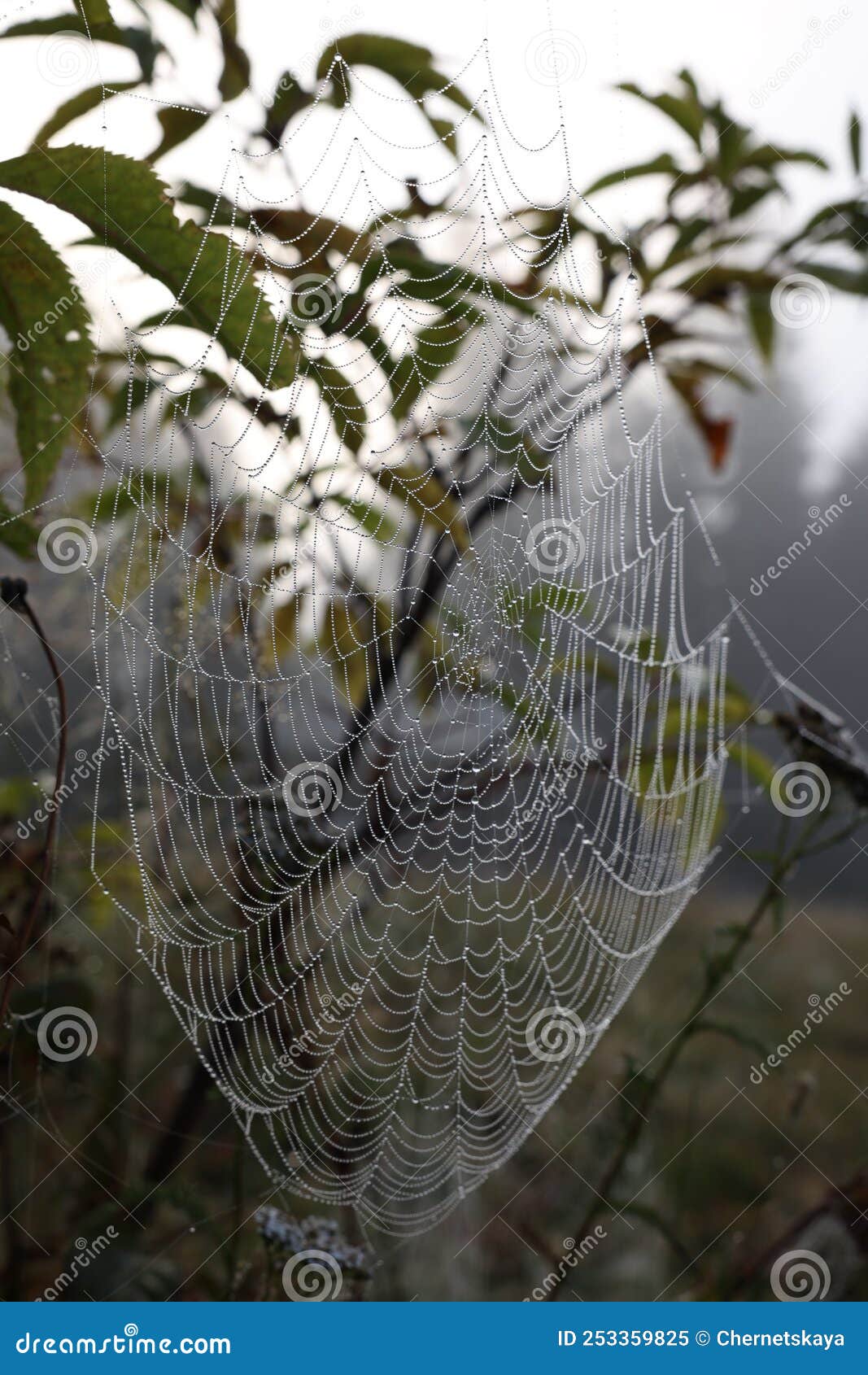 View of Cobweb with Dew Drops on Plants Outdoors Stock Image - Image of ...