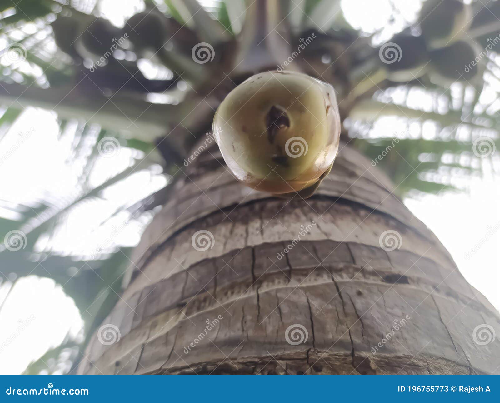 Closeup View of Coconut Falling from Its Tree Stock Image - Image of ...