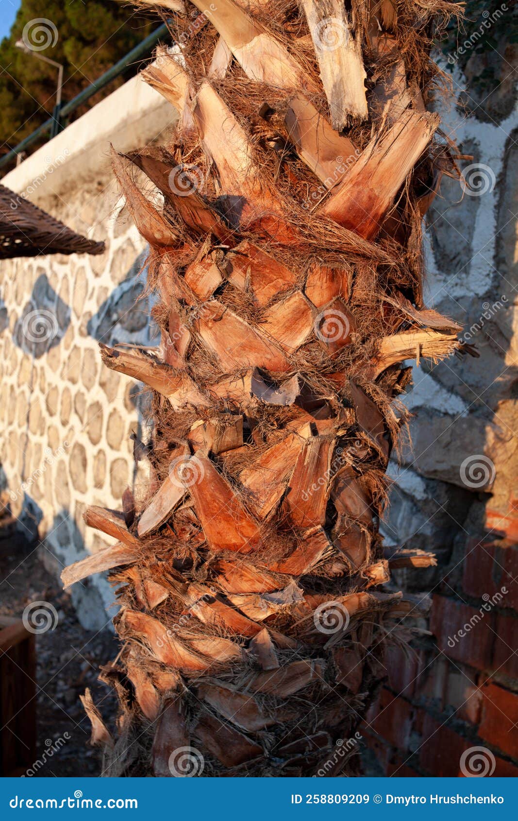 Closeup View of Coconut Trunk. Silhouette of Tall Palm Tree Trunk. Body ... Closeup View of Coconut Trunk. Silhouette of Tall Palm Tree Trunk. Body ...