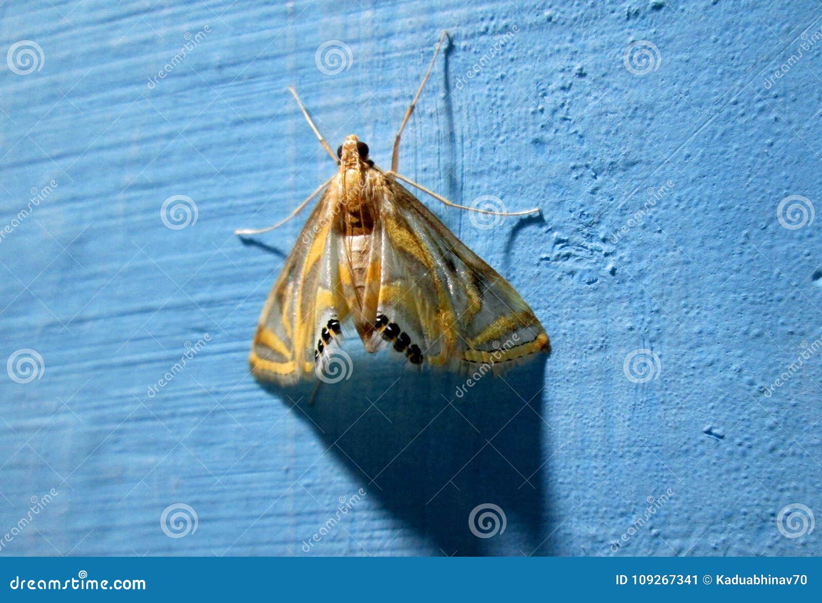 Insect kite stock image. Image of bugs, closeup, crawling - 109267341