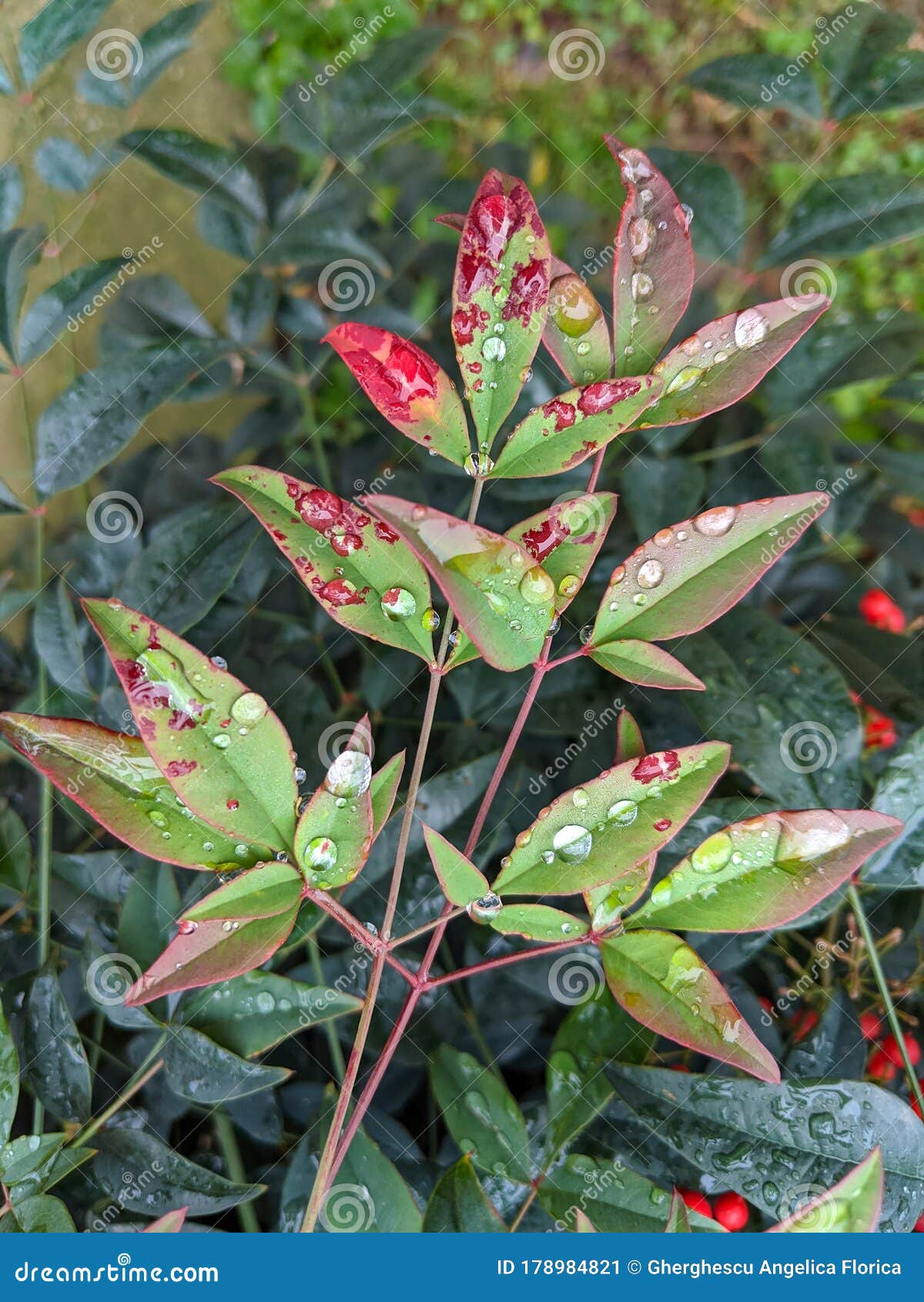 Closeup View Colorful Leaves with Dew Drops Stock Image - Image of ...