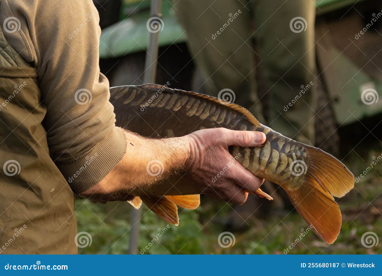 Closeup View of a Common Carp Being Held at the Tail Wrist by Anonymous ...