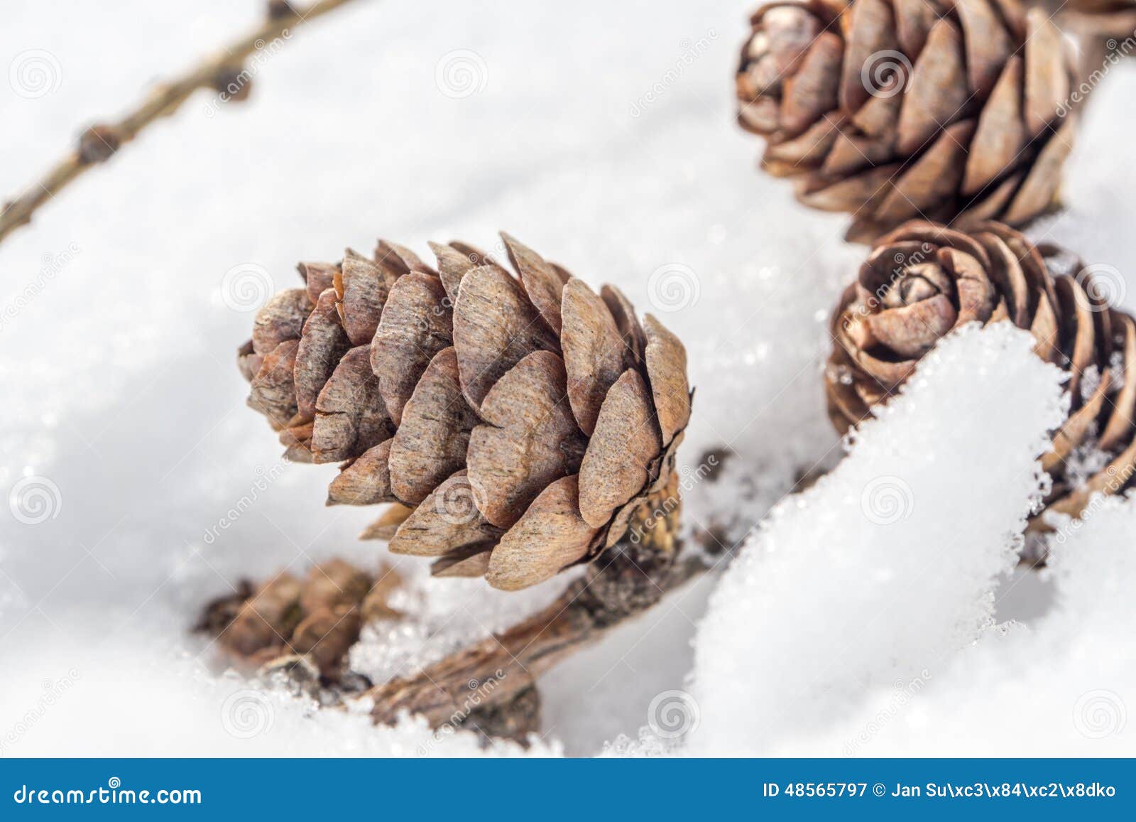 Closeup View of Cones on Snowy Background Stock Image - Image of snow ...
