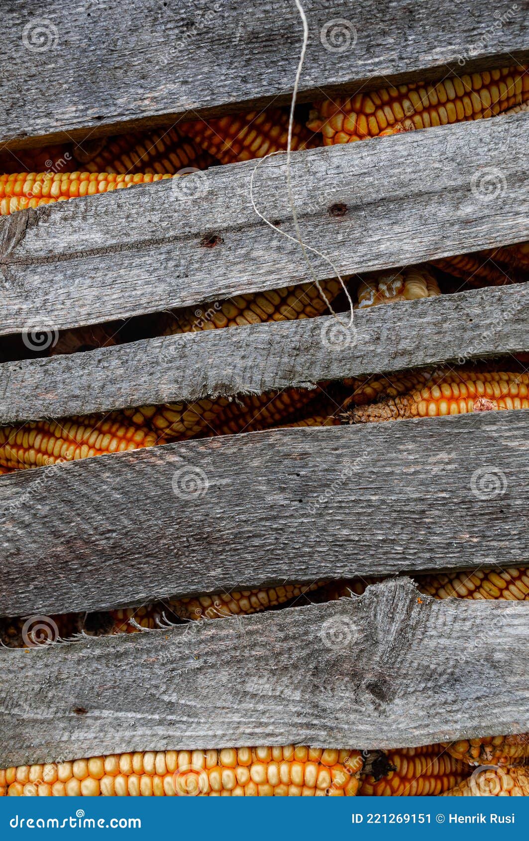 Closeup View of Corn and Wood Stock Image - Image of asphalt, leaf ...