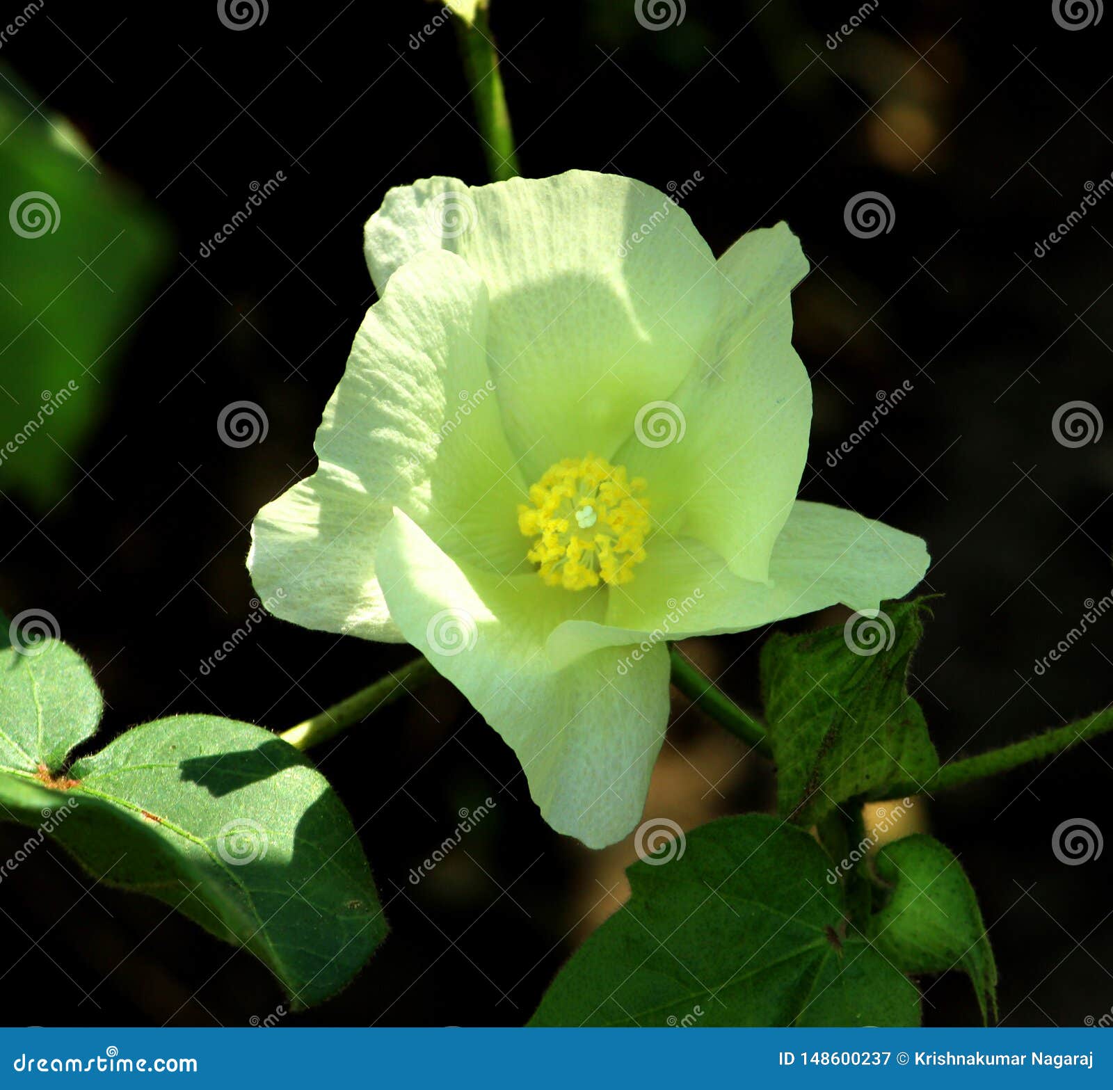 Cotton Flower Gossypium stock image. Image of fiber - 148600237