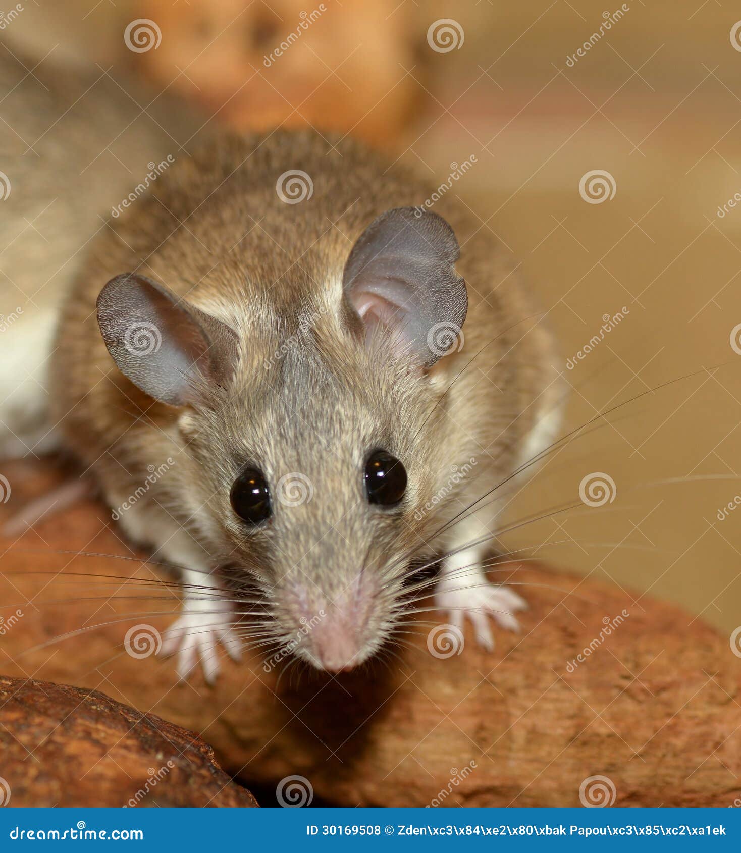 Curious african grass rat stock photo. Image of closeup - 30169508