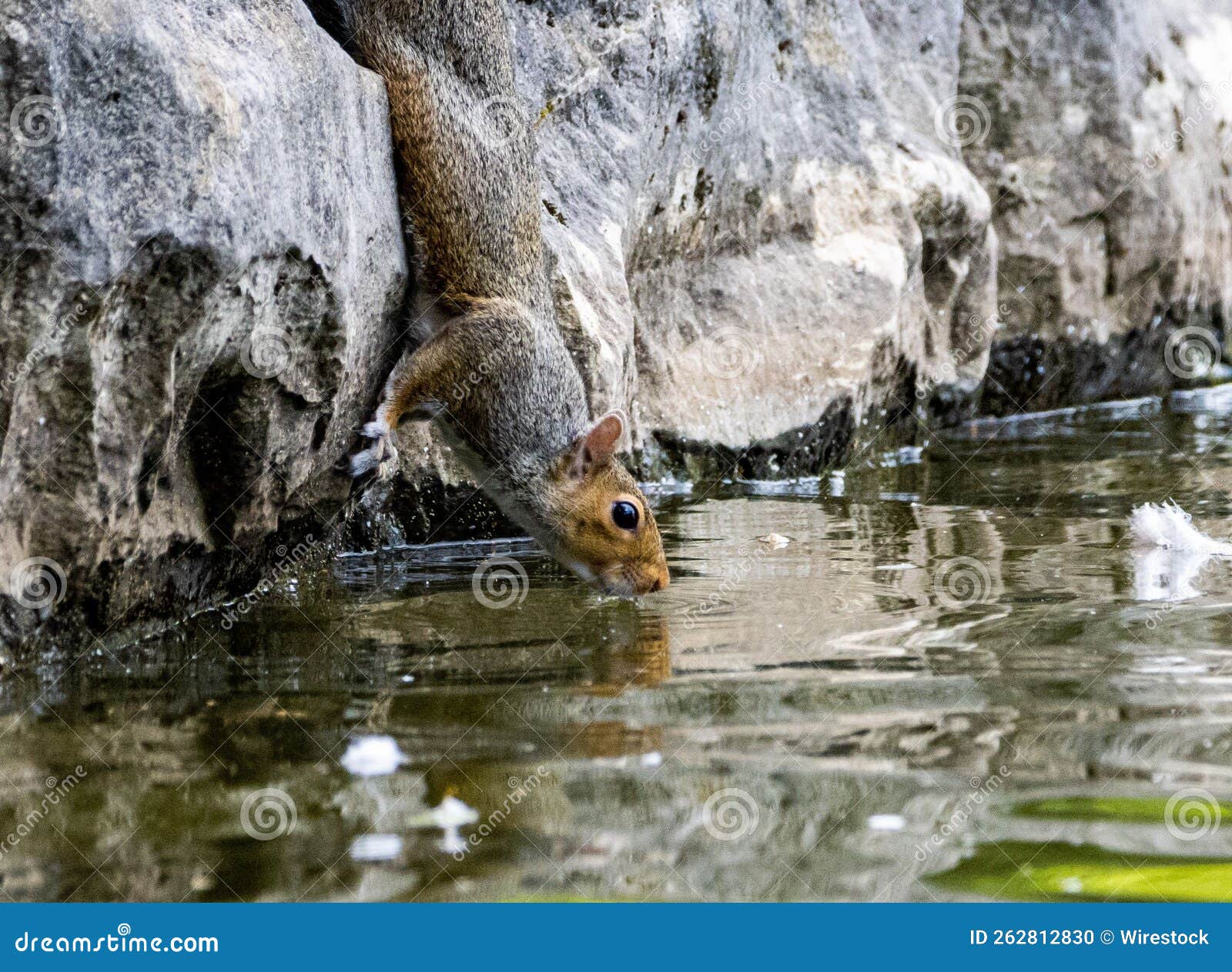 Closeup View of a Cute Little Squirrel Drinking Water from the Lake in ...