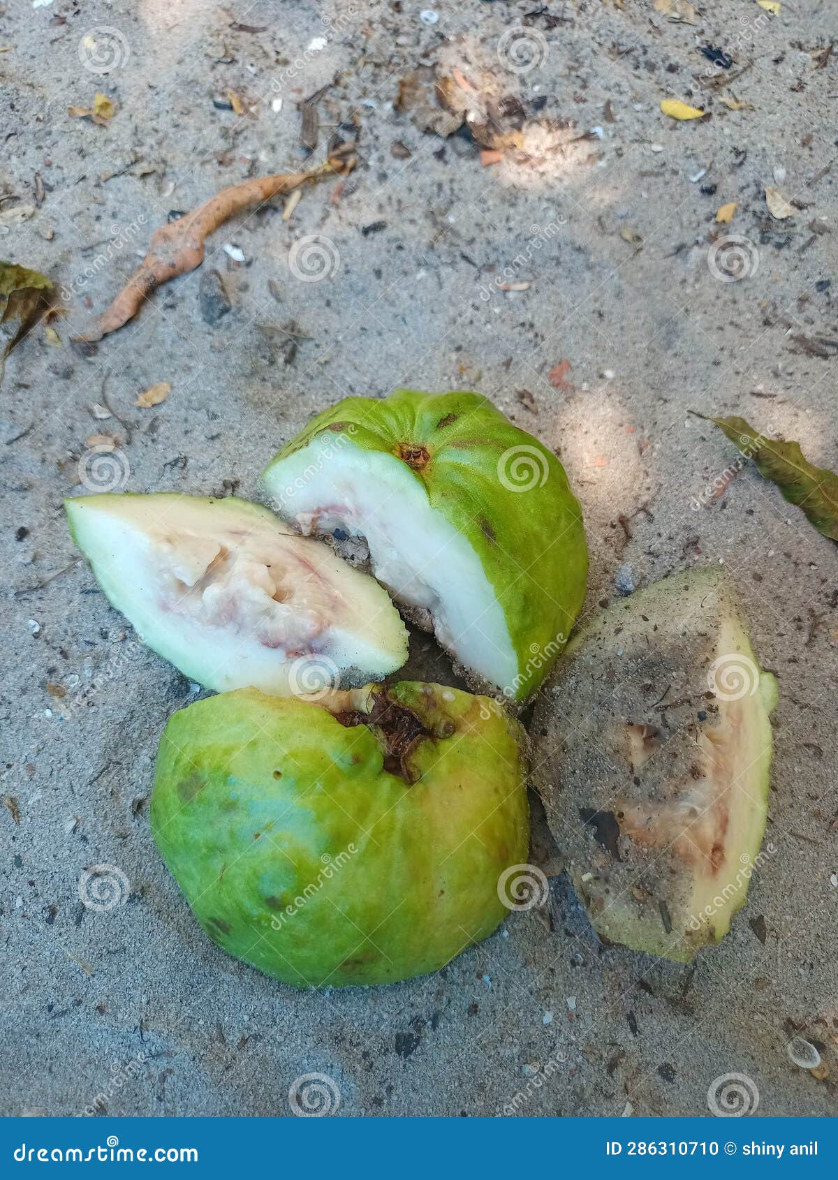 Closeup View of Damaged Guava Piece on Sand Stock Photo - Image of ...