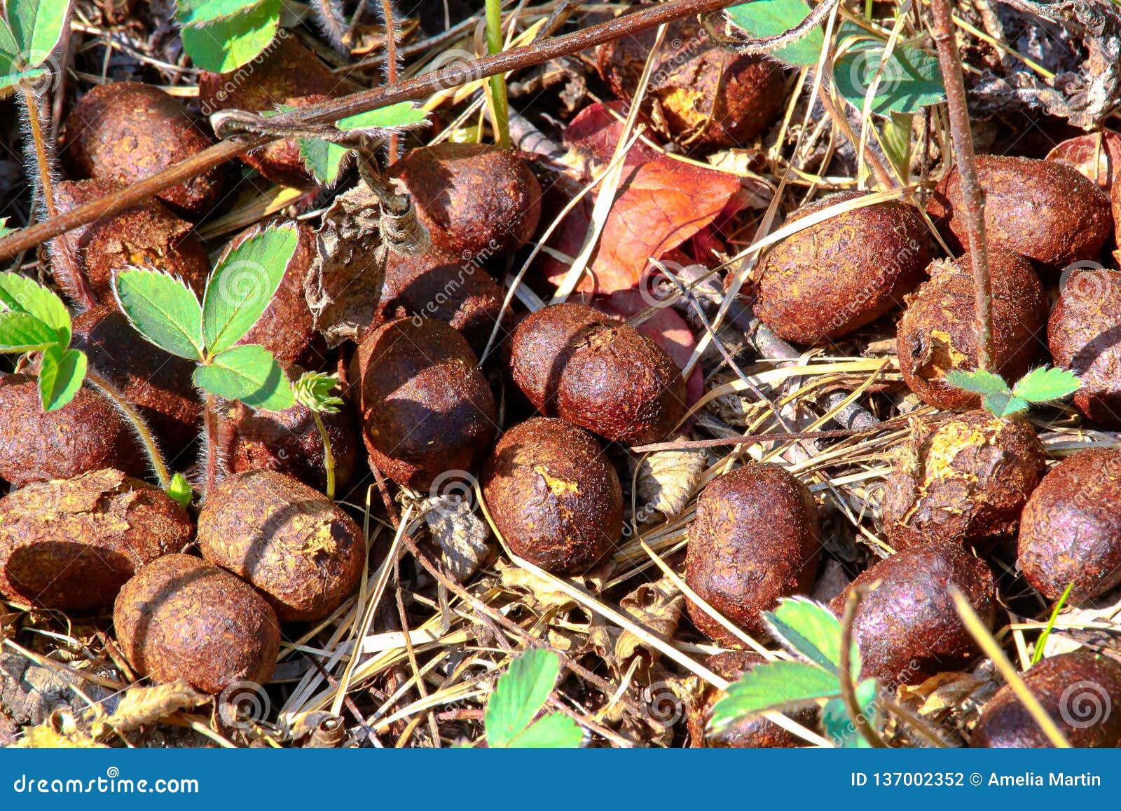 Closeup View of Deer Pellets on the Ground Stock Photo - Image of ...