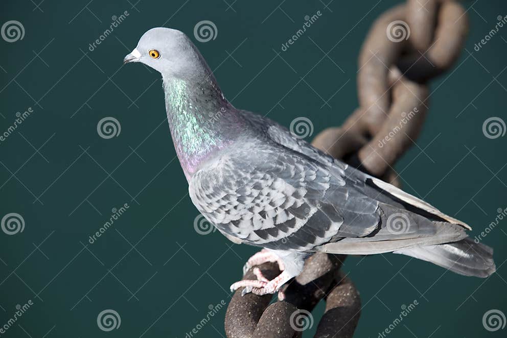 Closeup view of dove stock photo. Image of dove, nature - 12077920