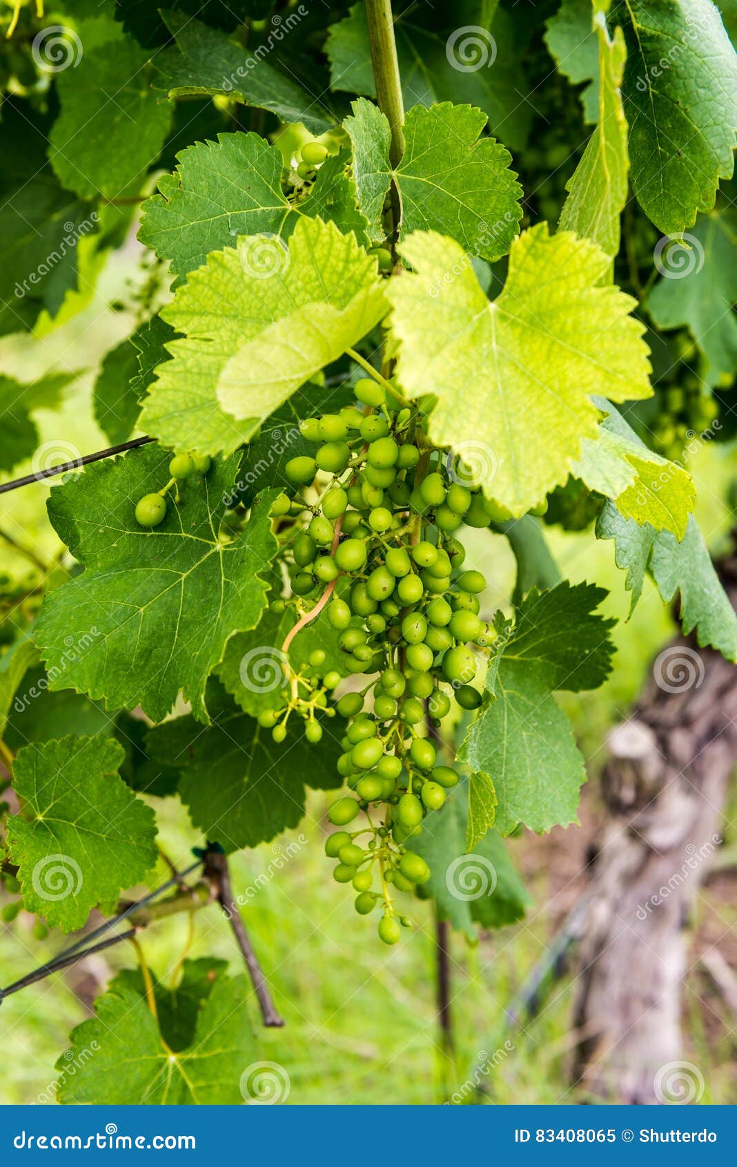 Closeup View of Early Spring Grapes in a Vineyard Stock Image - Image ...