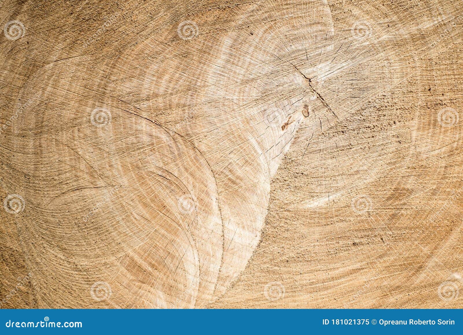 End cut wood tree section stock image. Image of rough - 181021375