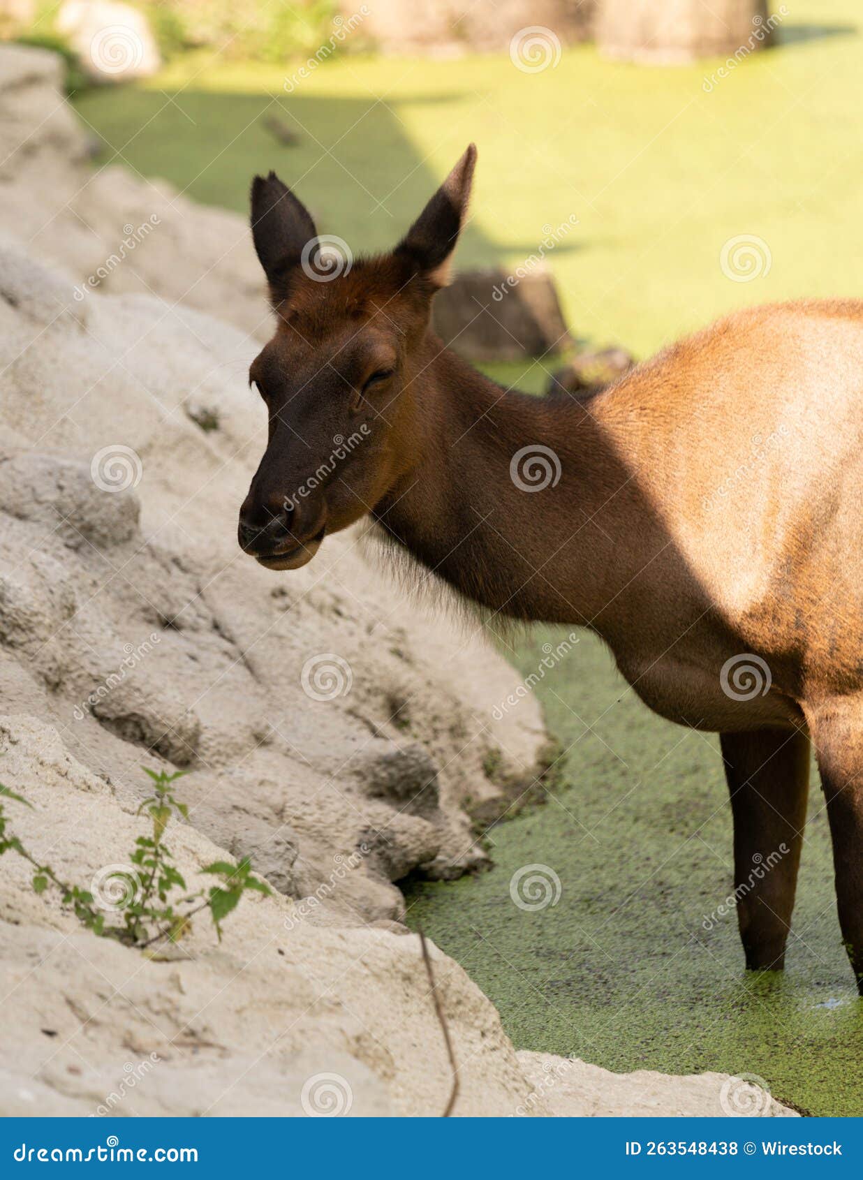 Closeup View of a Female Elk Stock Photo - Image of grass, wildlife ...