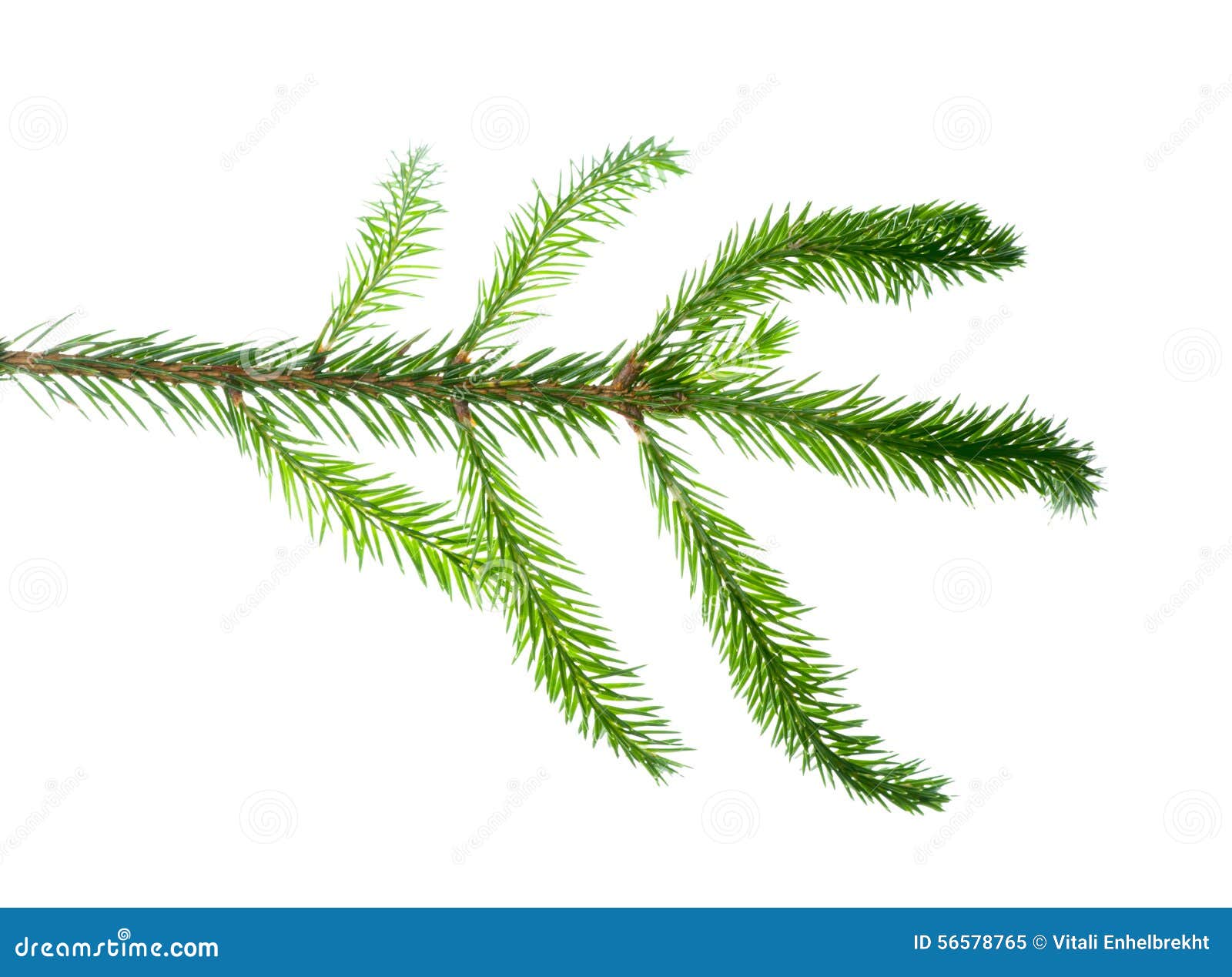 Closeup View of Fir Branch Isolated on White Stock Image - Image of ...