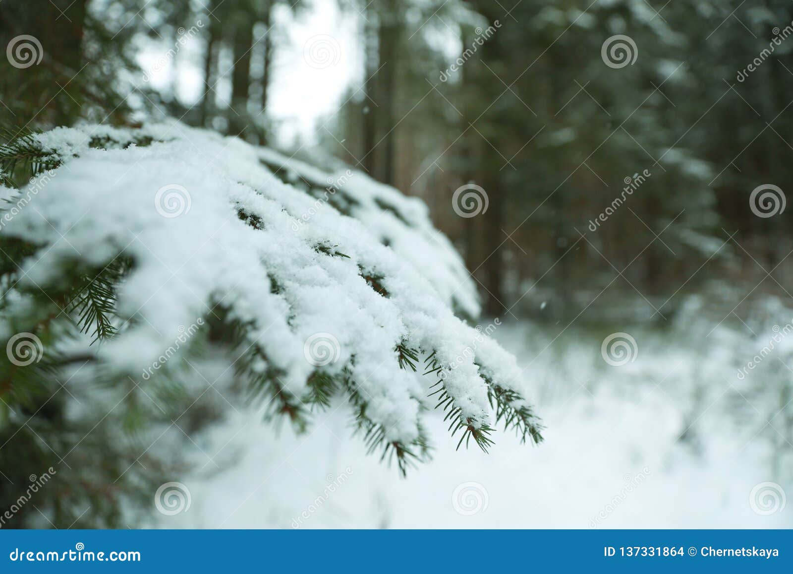 Closeup View of Fir Tree Covered with Snow Outdoors on Winter Day ...