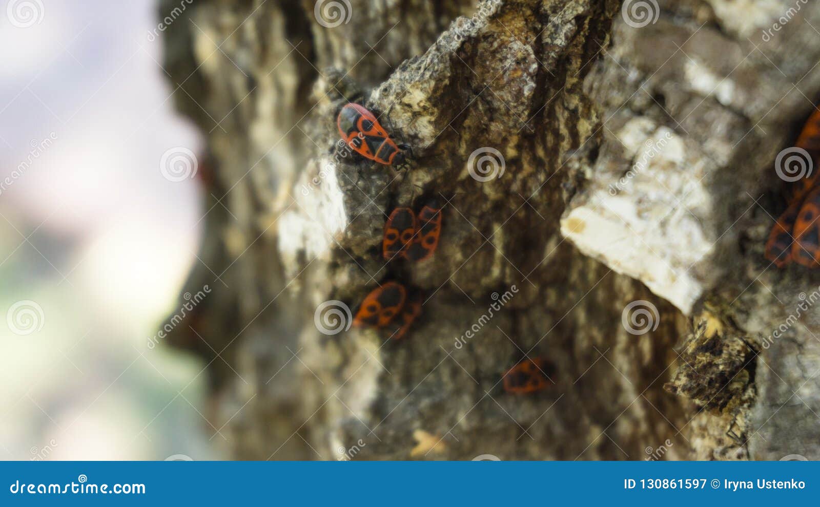 Closeup View of Firebugs Sitting on the Bark of Birch Tree Stock Image ...