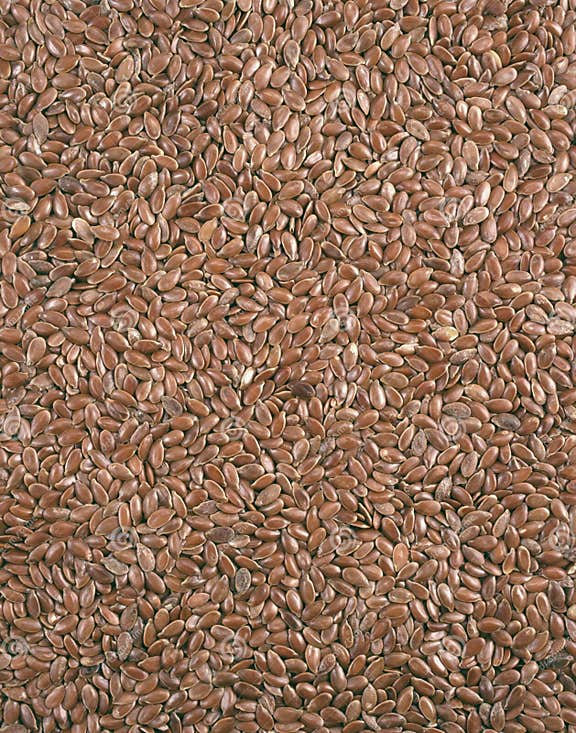 Closeup view of flix seeds stock photo. Image of closeup - 7979894