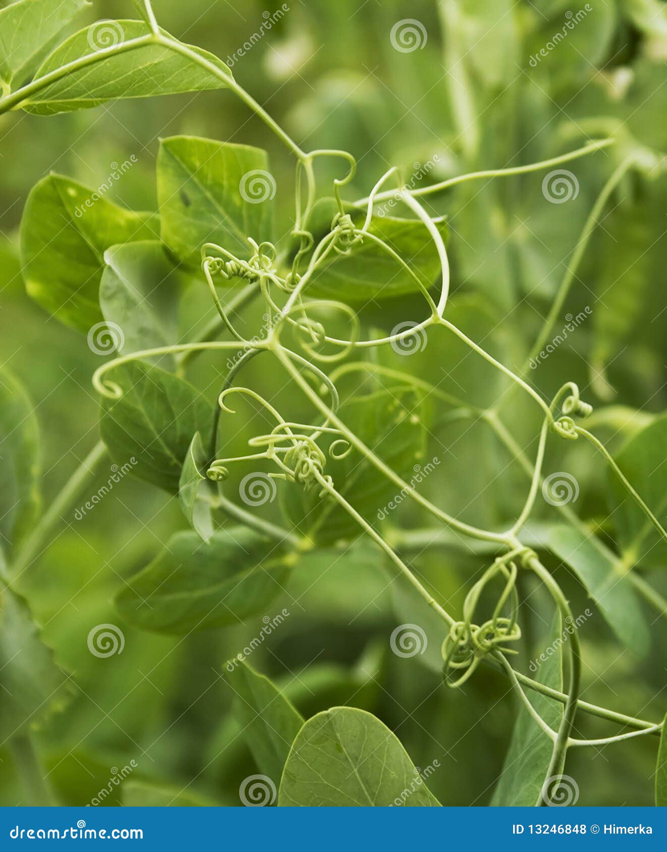 Closeup View of Floral Curled Stem Stock Photo - Image of floral ...