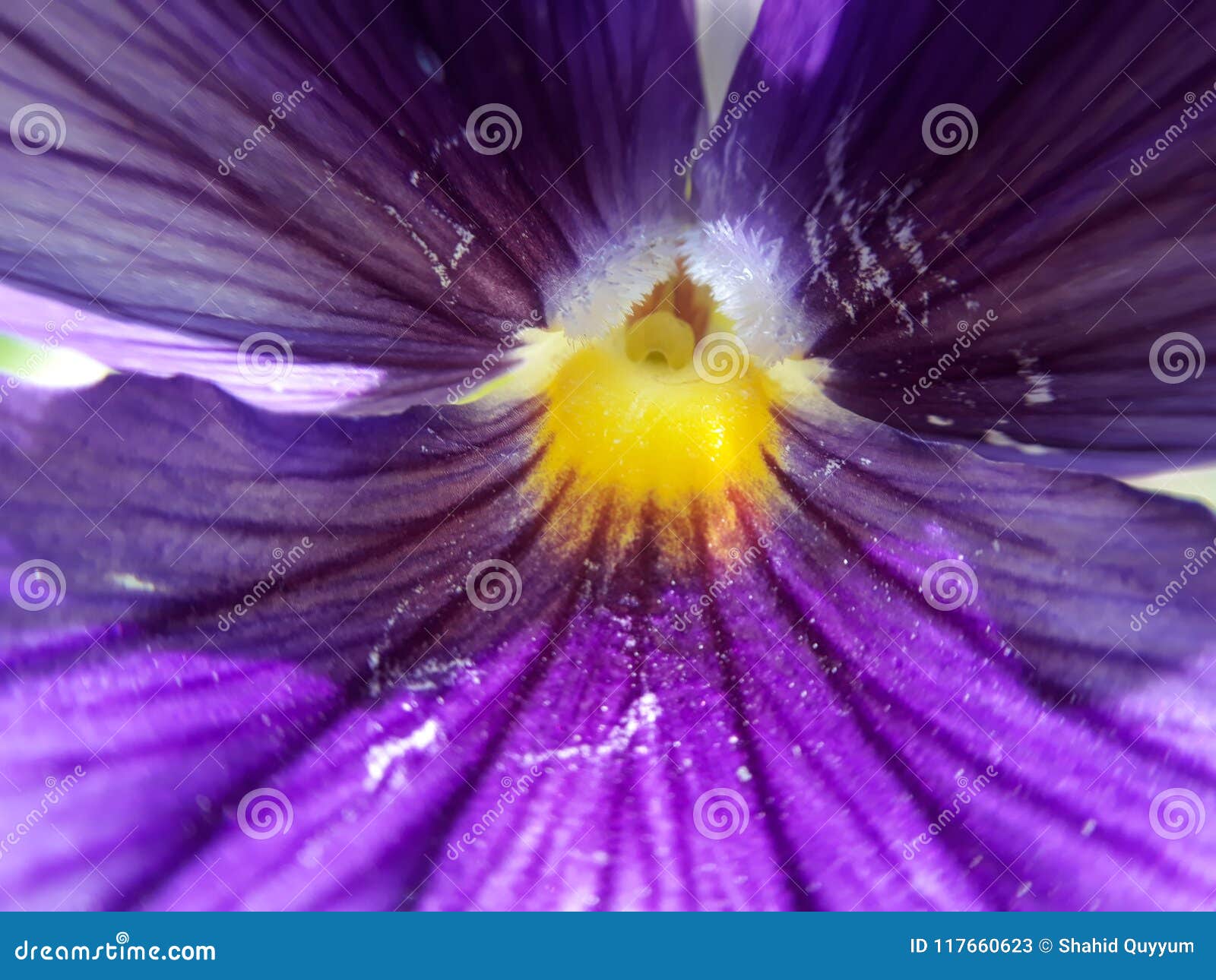 Yellow in purple stock image. Image of inside, macro - 117660623