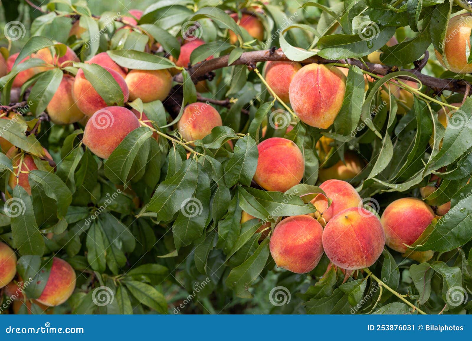 Closeup View of Fresh Peaches on a Tree Branch Stock Image - Image of ...