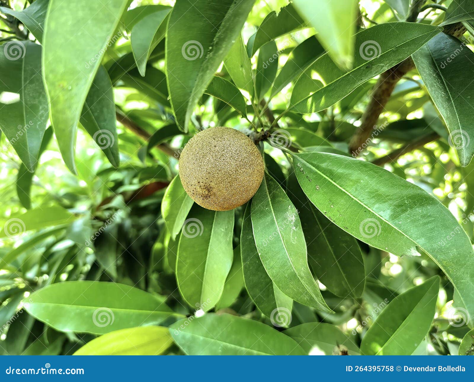 Closeup View of Fresh and Raw Sapota on a Tree Stock Photo - Image of ...