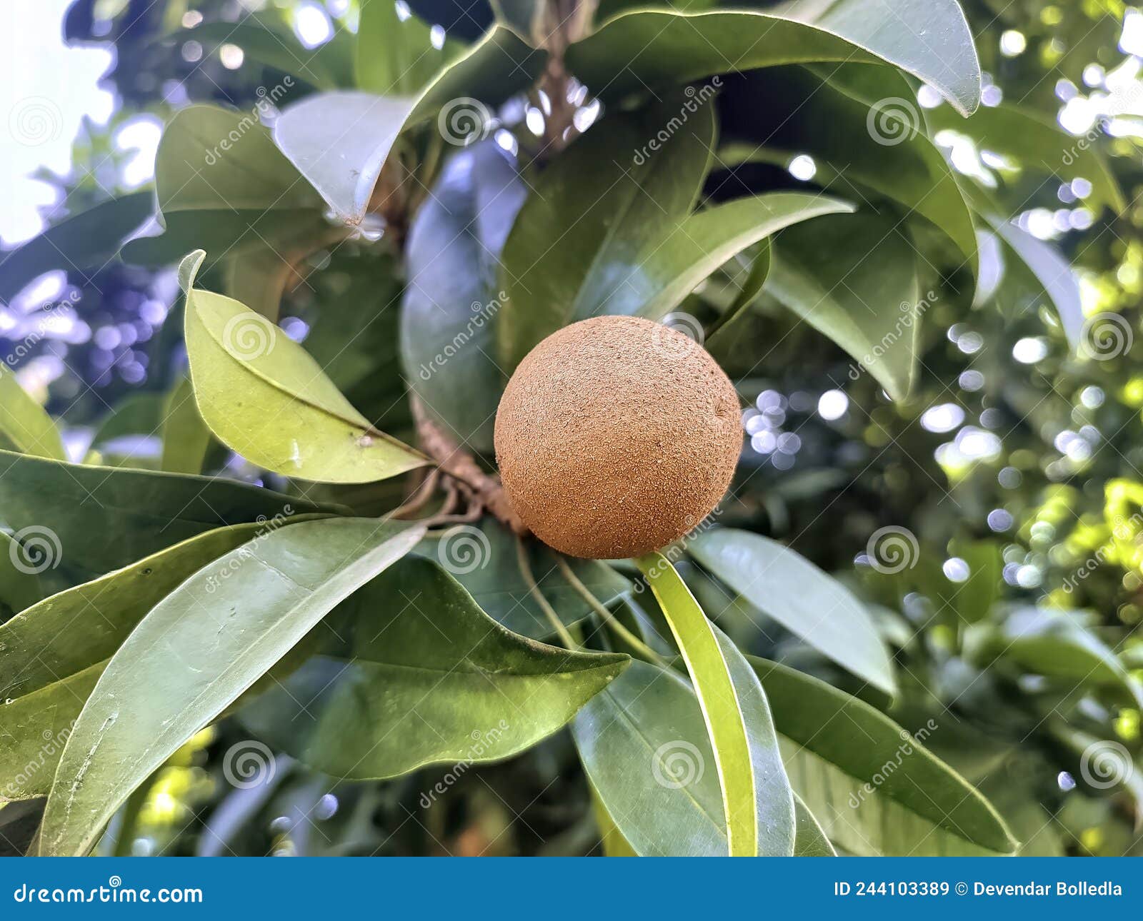 Closeup View of a Fresh Sapota Fruit on a Tree Stock Image - Image of ...