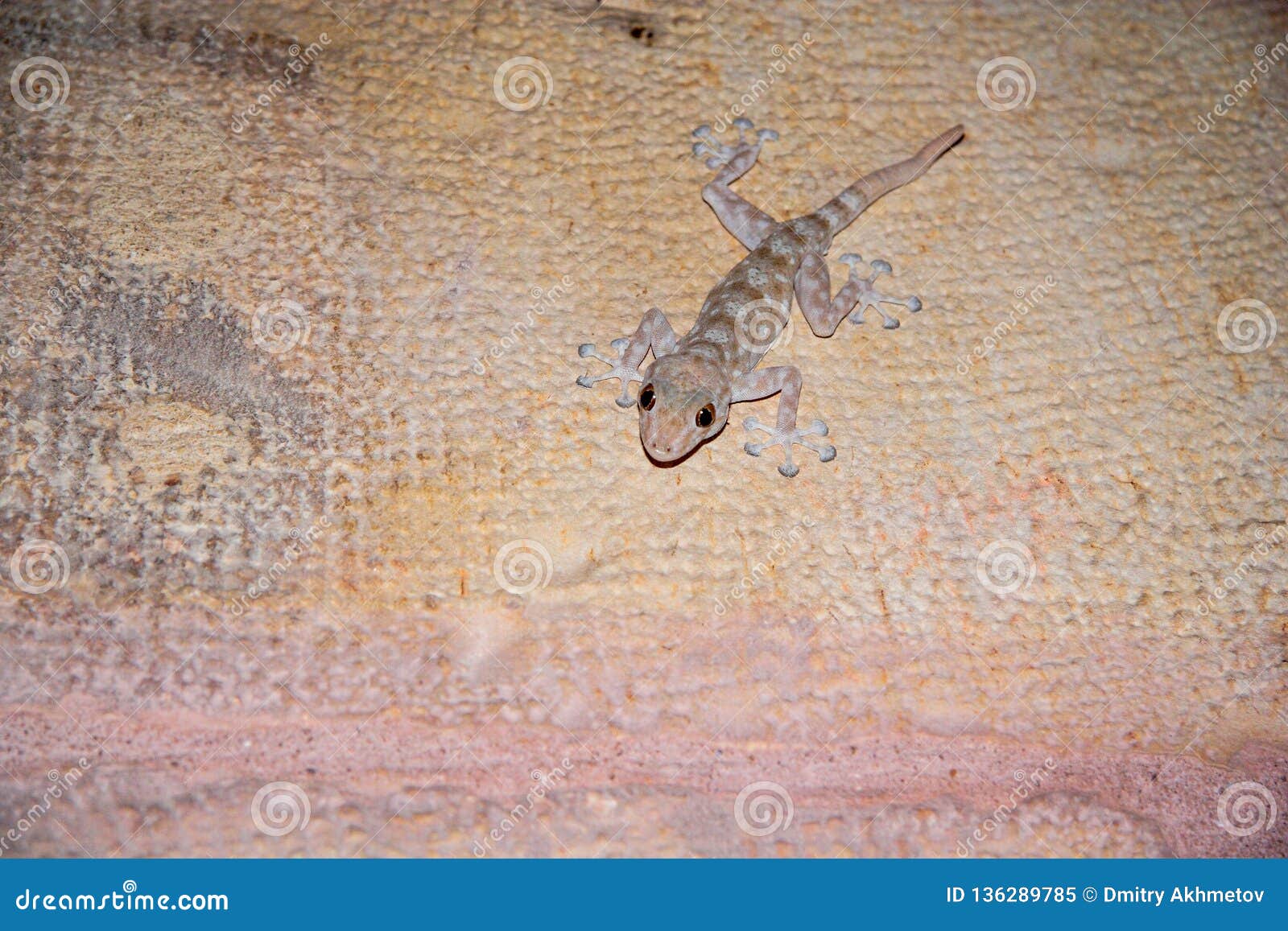 Closeup View of a Gecko Sitting on a Wall Stock Image - Image of ...