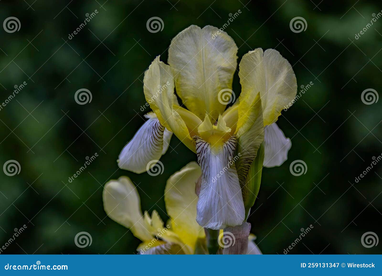 Closeup View of the German Bearded Iris Stock Image - Image of petal ...