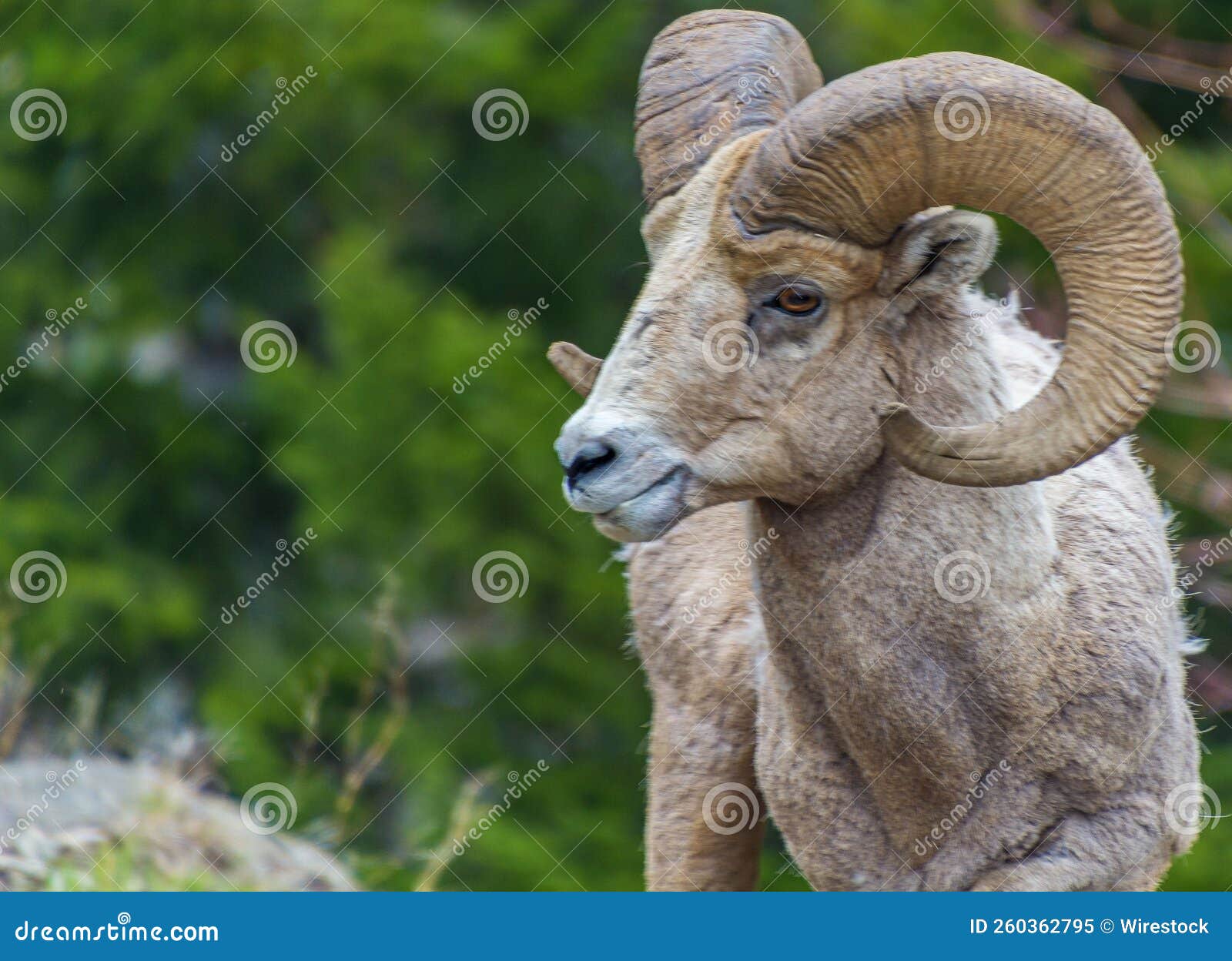 Closeup View of a Giant Mouflon Stock Image - Image of pose, face ...