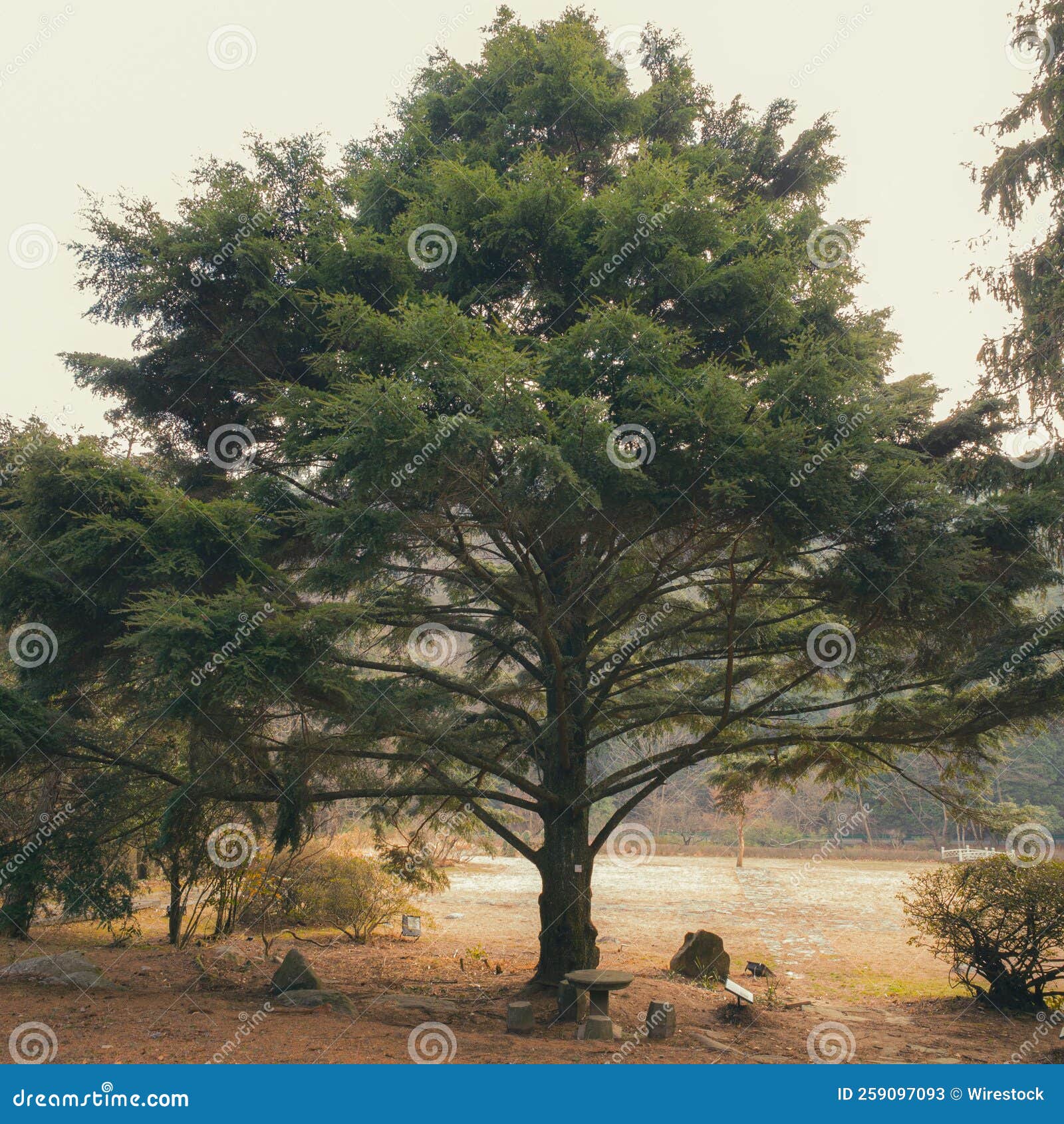 Closeup View of a Giant Tree on a Vast Field Stock Image - Image of ...