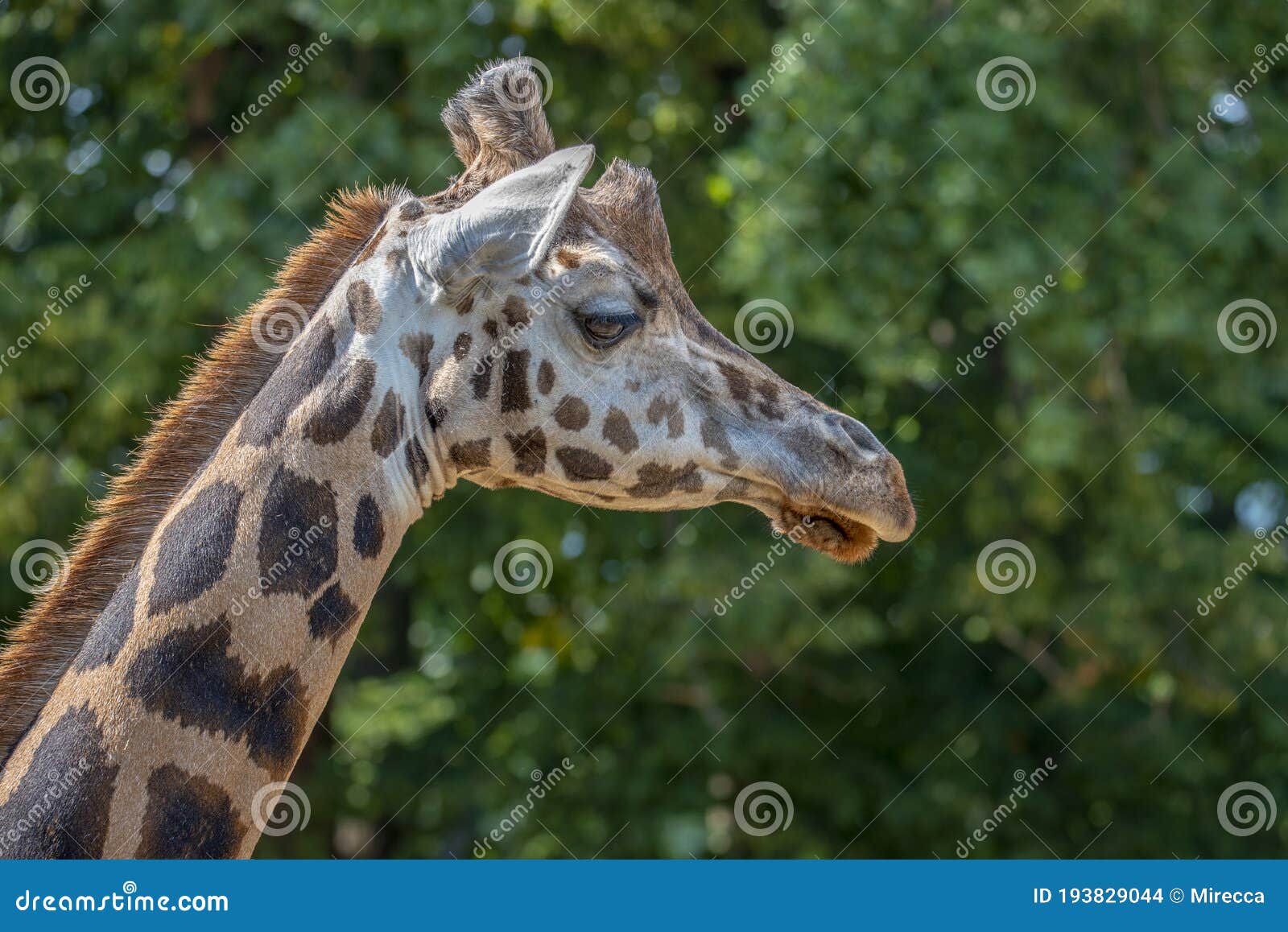 Closeup View of Giraffe Face .Detail. Stock Photo - Image of wildlife ...