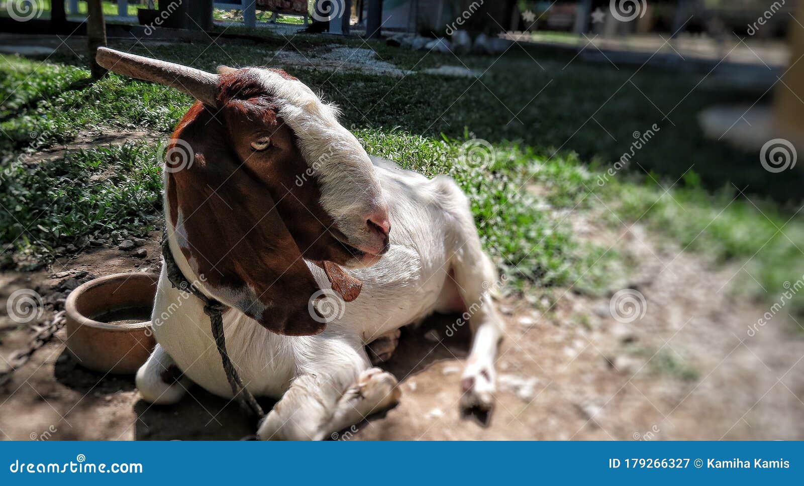 Closeup View of Goat Face at Feeding Farm Stock Image - Image of animal ...