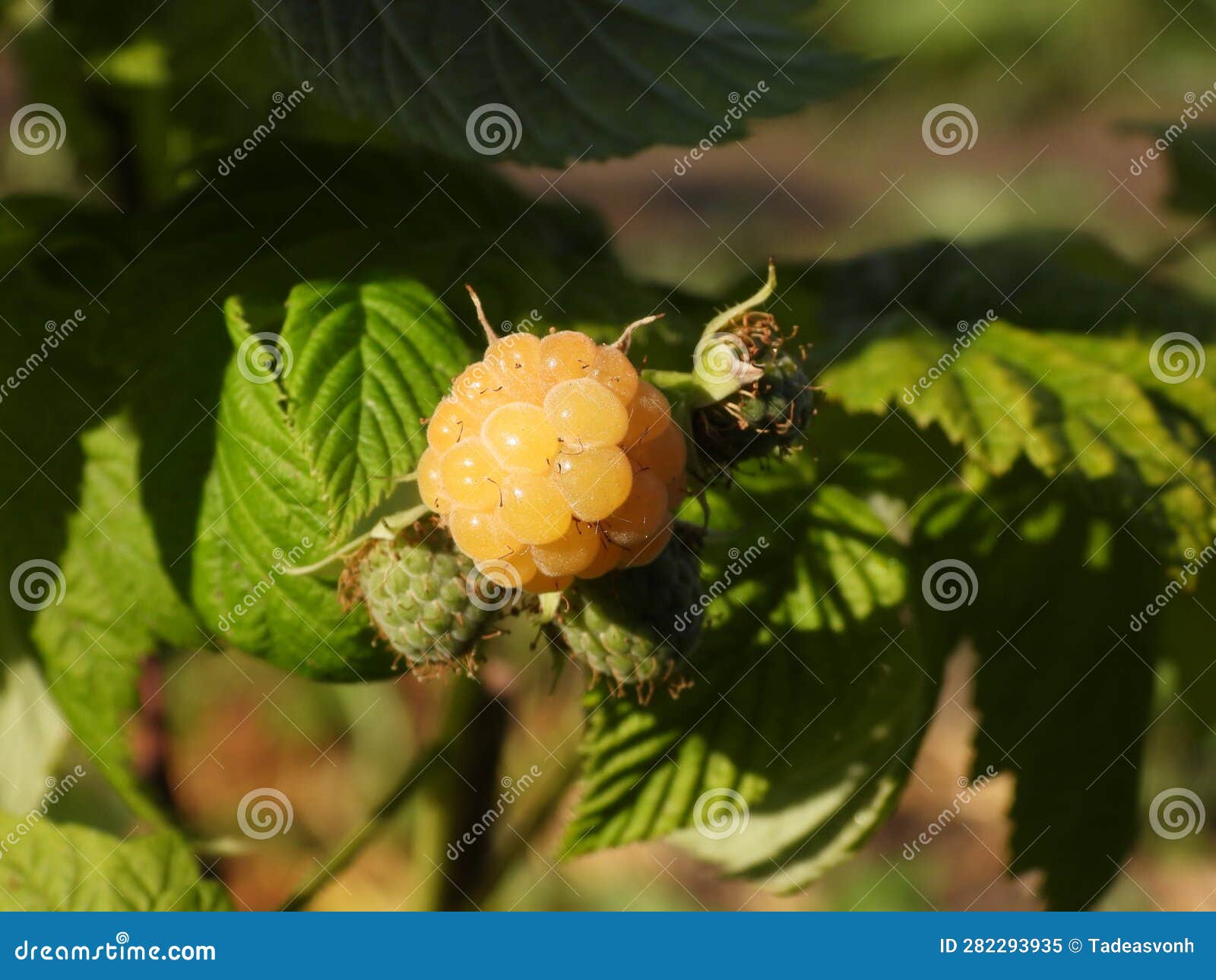 Closeup View of Golden Raspberry Stock Image - Image of spring, insect ...