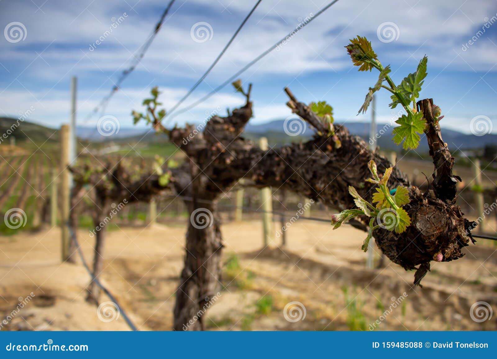 Spring grapes stock photo. Image of tourist, view, italy - 159485088
