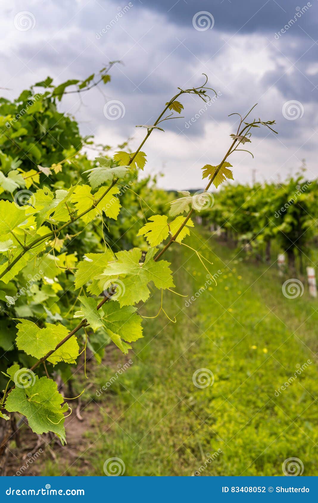Closeup View of Grapevine with Vineyard in Background Stock Photo ...
