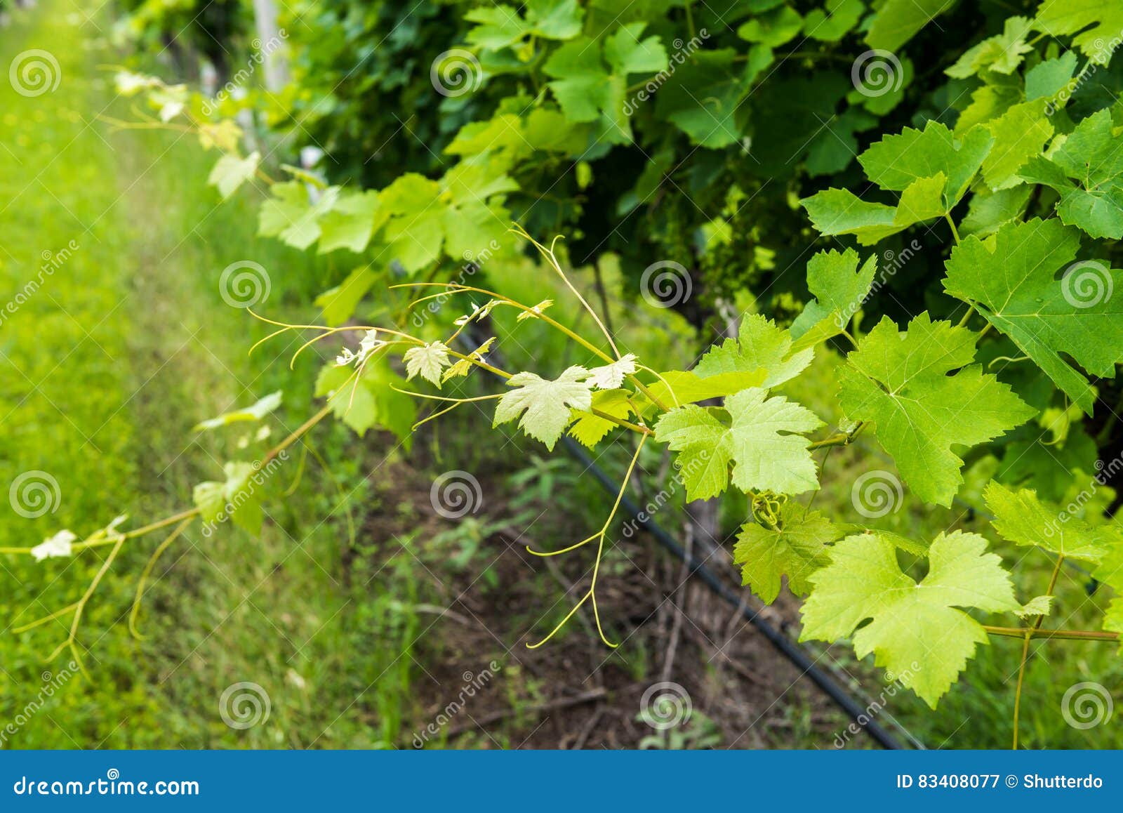 Closeup View of a Grapevine Stock Image - Image of grapevine, winery ...
