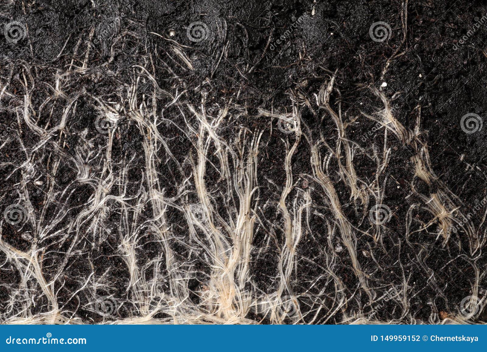 Closeup View of Grass Roots in Soil Stock Photo - Image of land, garden ...