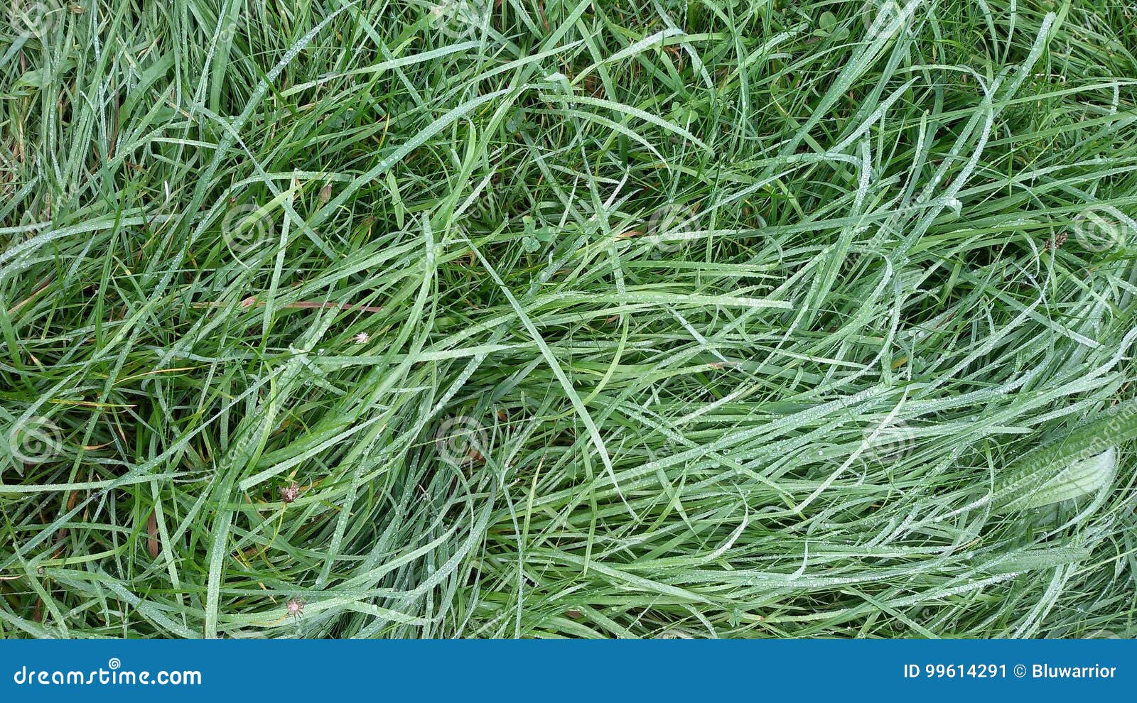 Grass Texture Royalty-Free Stock Photography | CartoonDealer.com #99614291