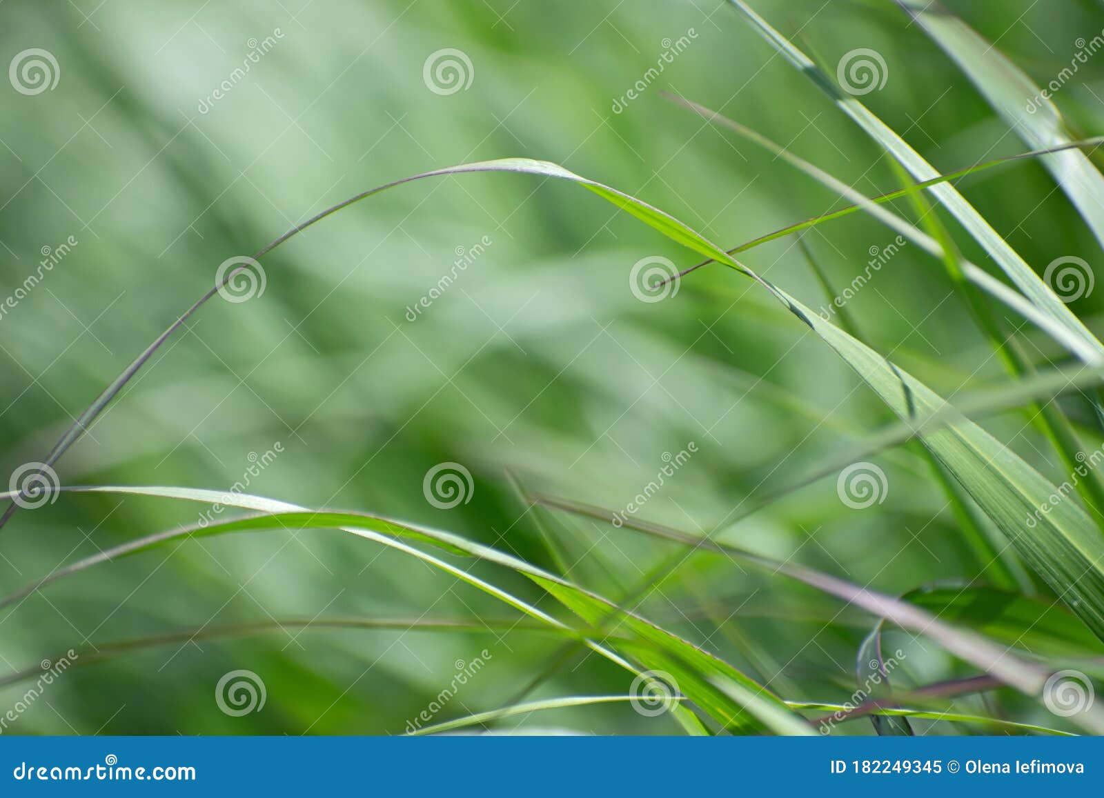 Closeup View of Green Fresh Grass Stock Image - Image of freshness ...
