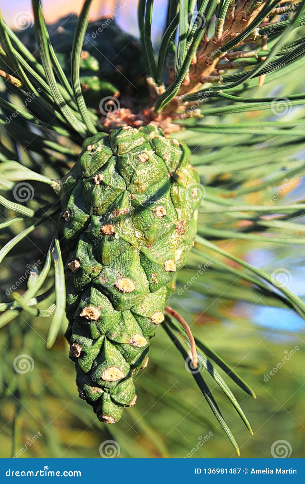 Closeup View of a Green Pine Cone in Summer Stock Image - Image of ...