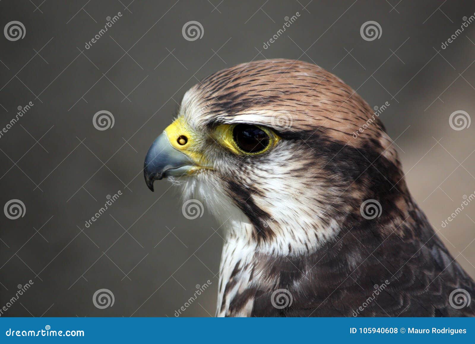 Saker falcon stock photo. Image of animal, carnivores - 105940608