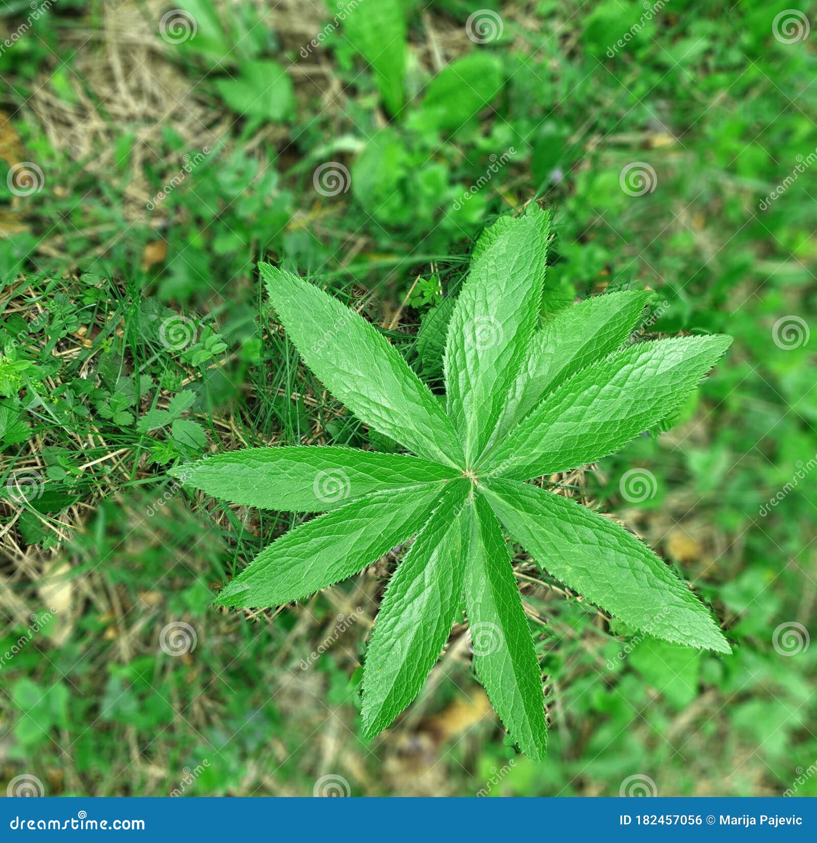 Hemp leaf in green grass stock photo. Image of closeup - 182457056