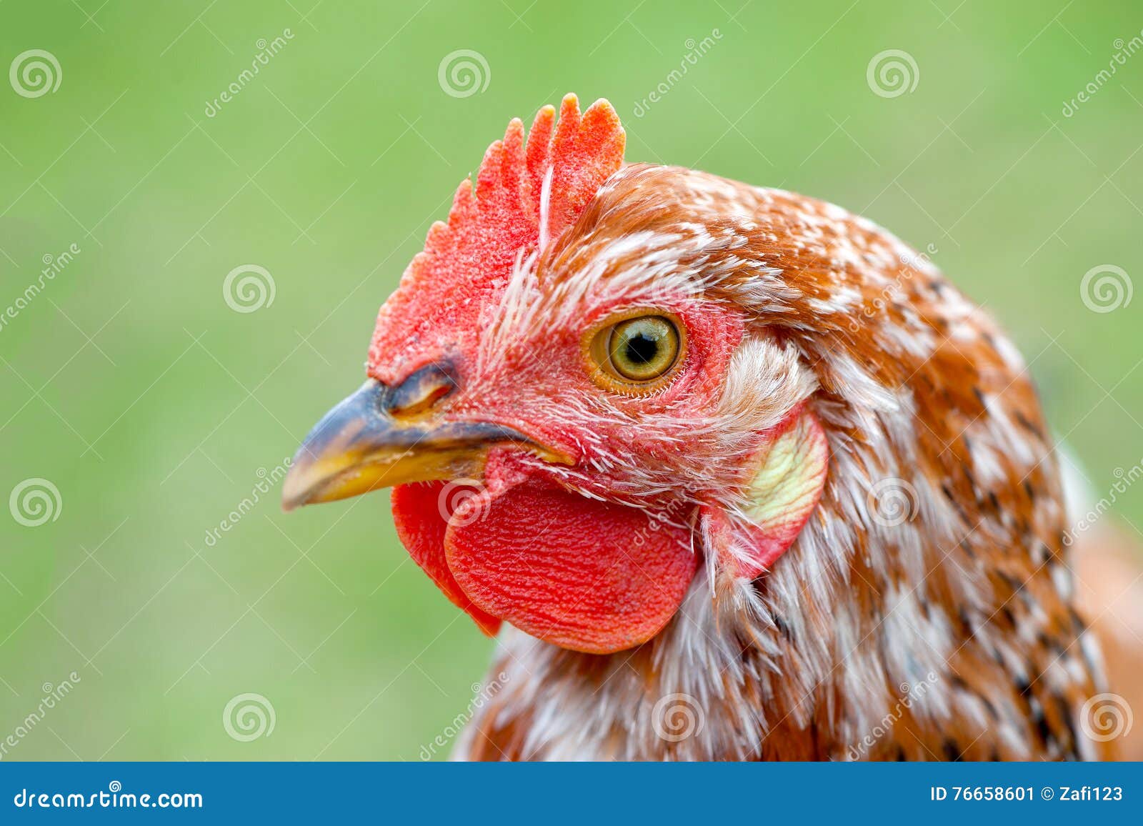 Closeup view of hen stock image. Image of animal, brown - 76658601