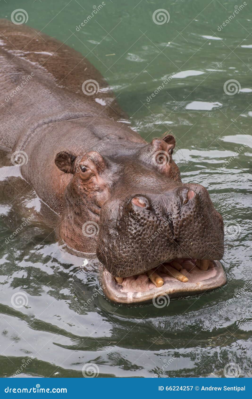 Closeup View of Hippo S Head Showing Teeth Stock Image - Image of close ...