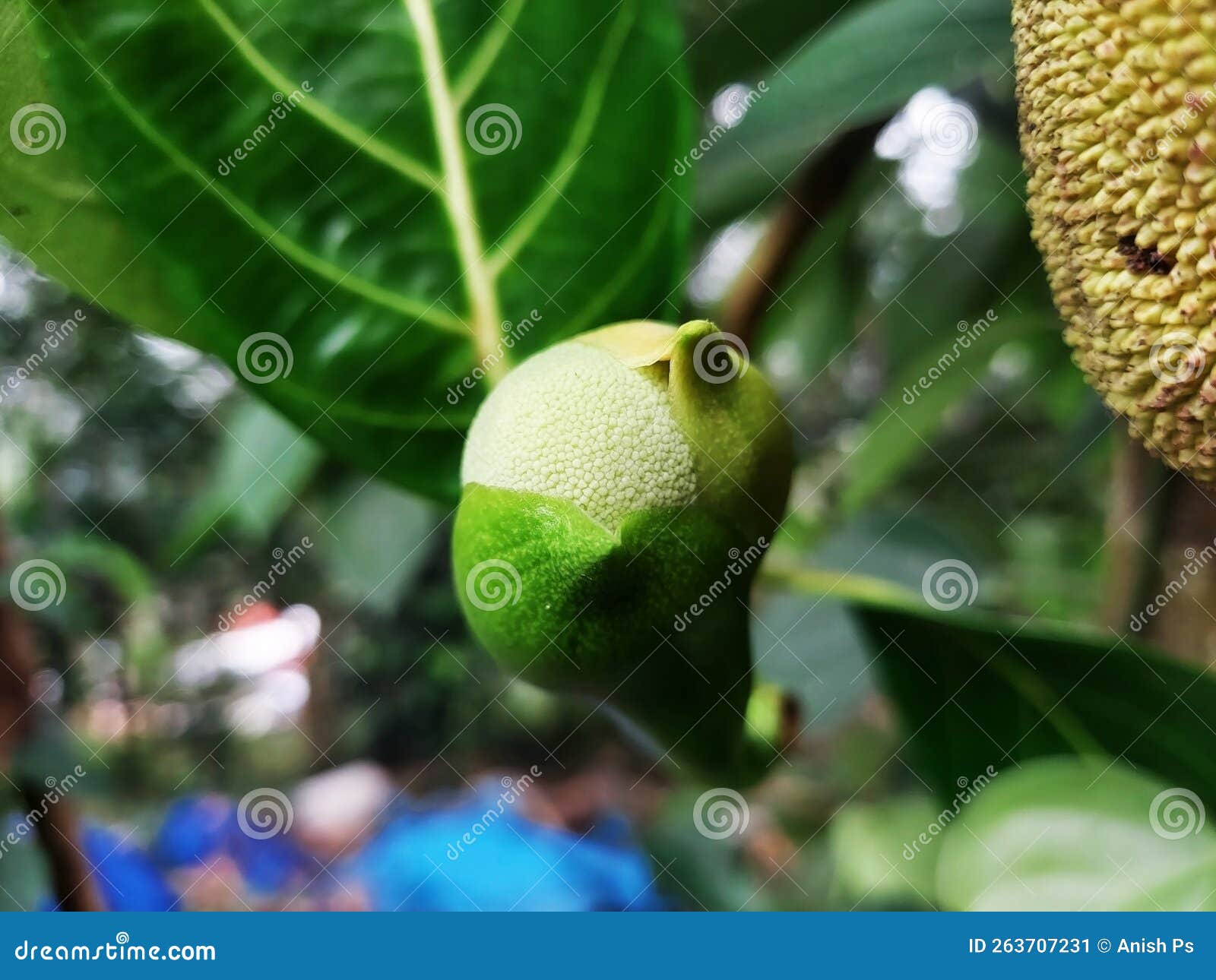 Closeup View of a Jackfruit Flower and Young Jackfruit Stock Image ...