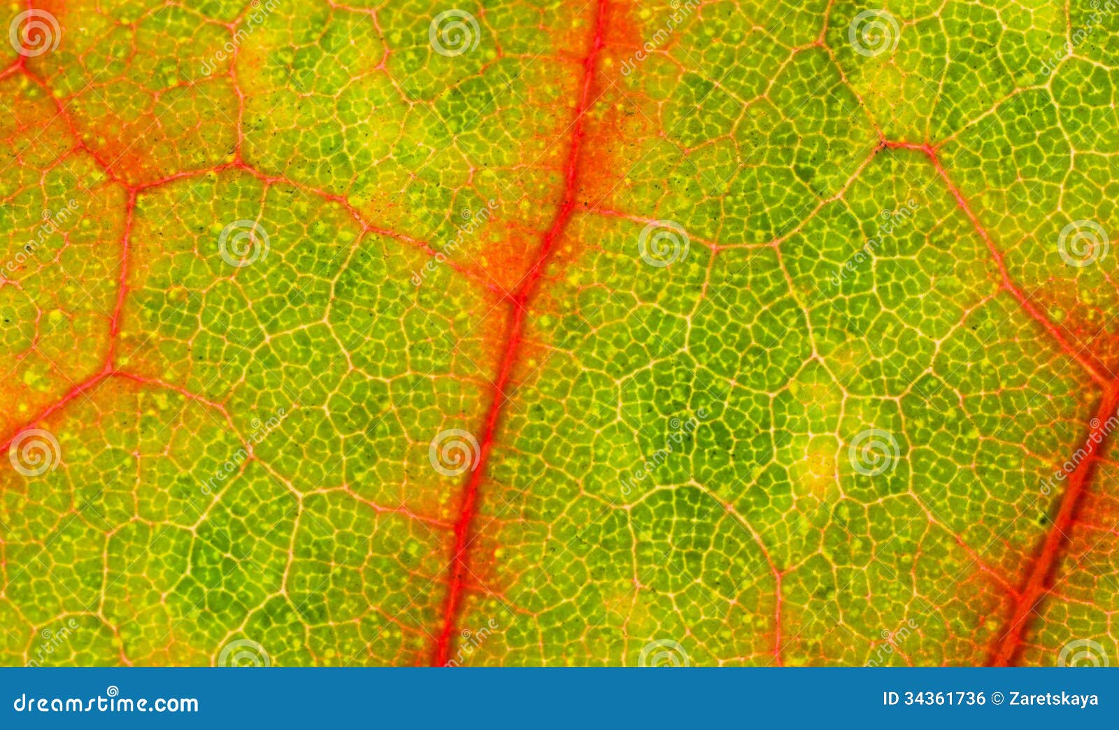 Closeup View of Leaf Structure Stock Photo - Image of veins, closeup ...