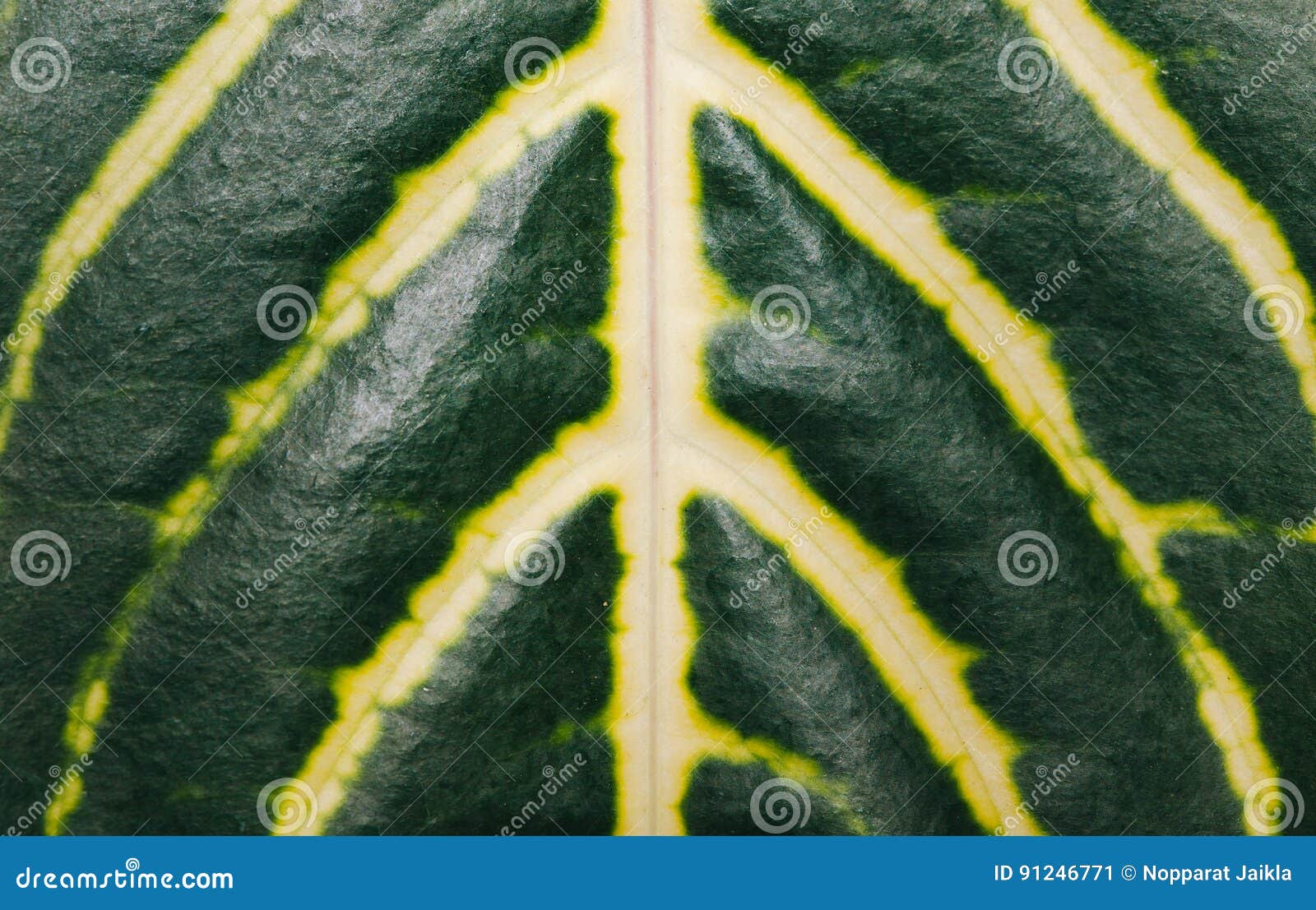 Closeup View of Leaf Surface with High Resolution Details Stock Image ...