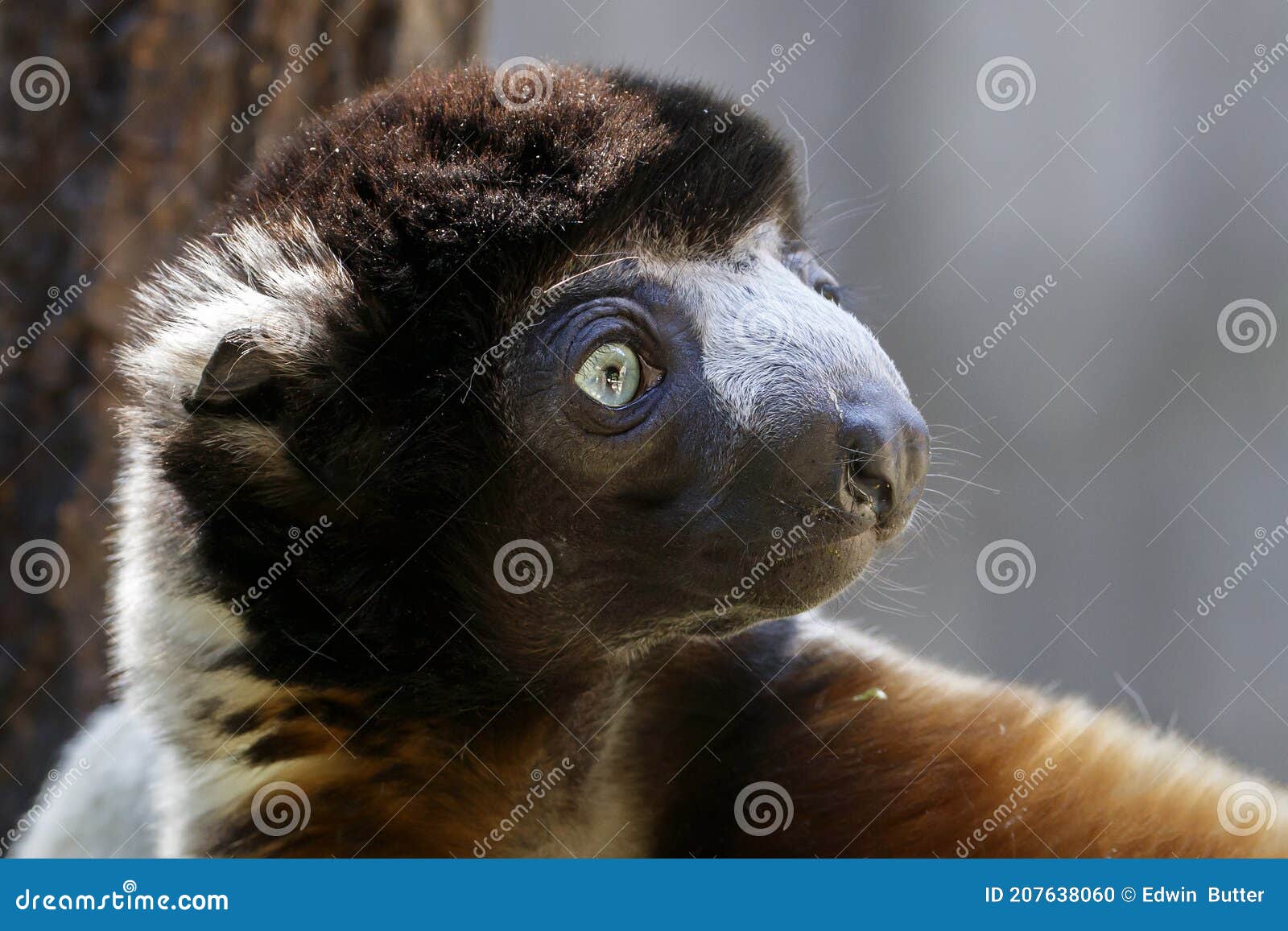 Crowned Sifaka or Propithecus Coronatus Stock Photo - Image of life ...