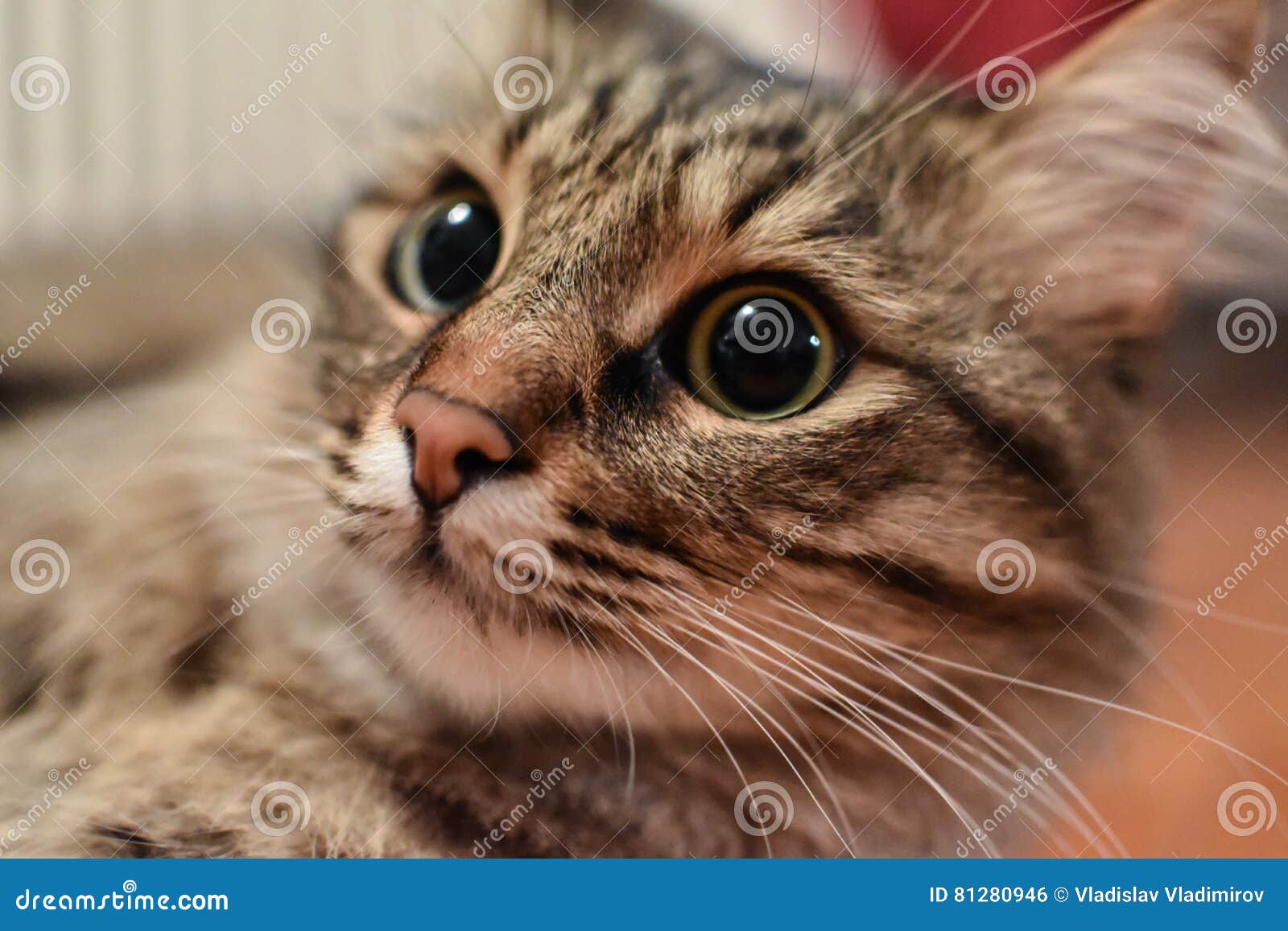 Closeup View of a Male Cat with Large Pupils Stock Photo - Image of ...