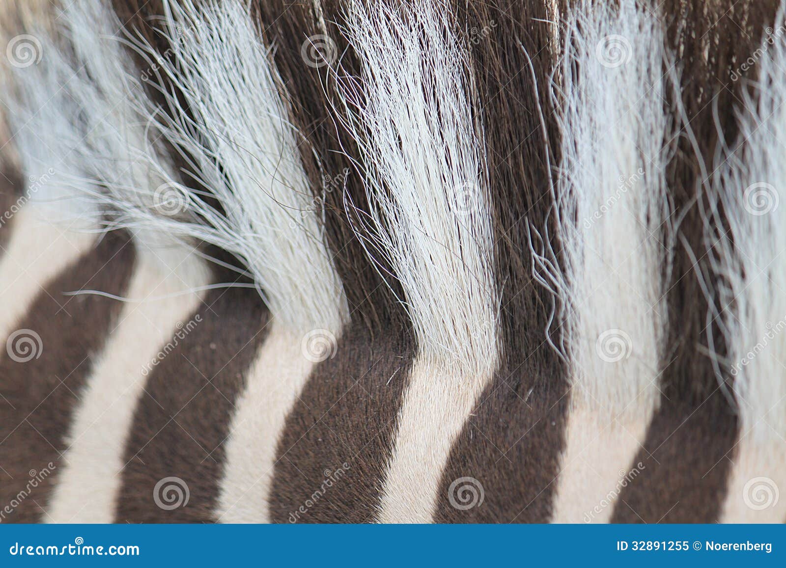 Closeup View of the Mane of a Zebra Stock Image - Image of mammal ...